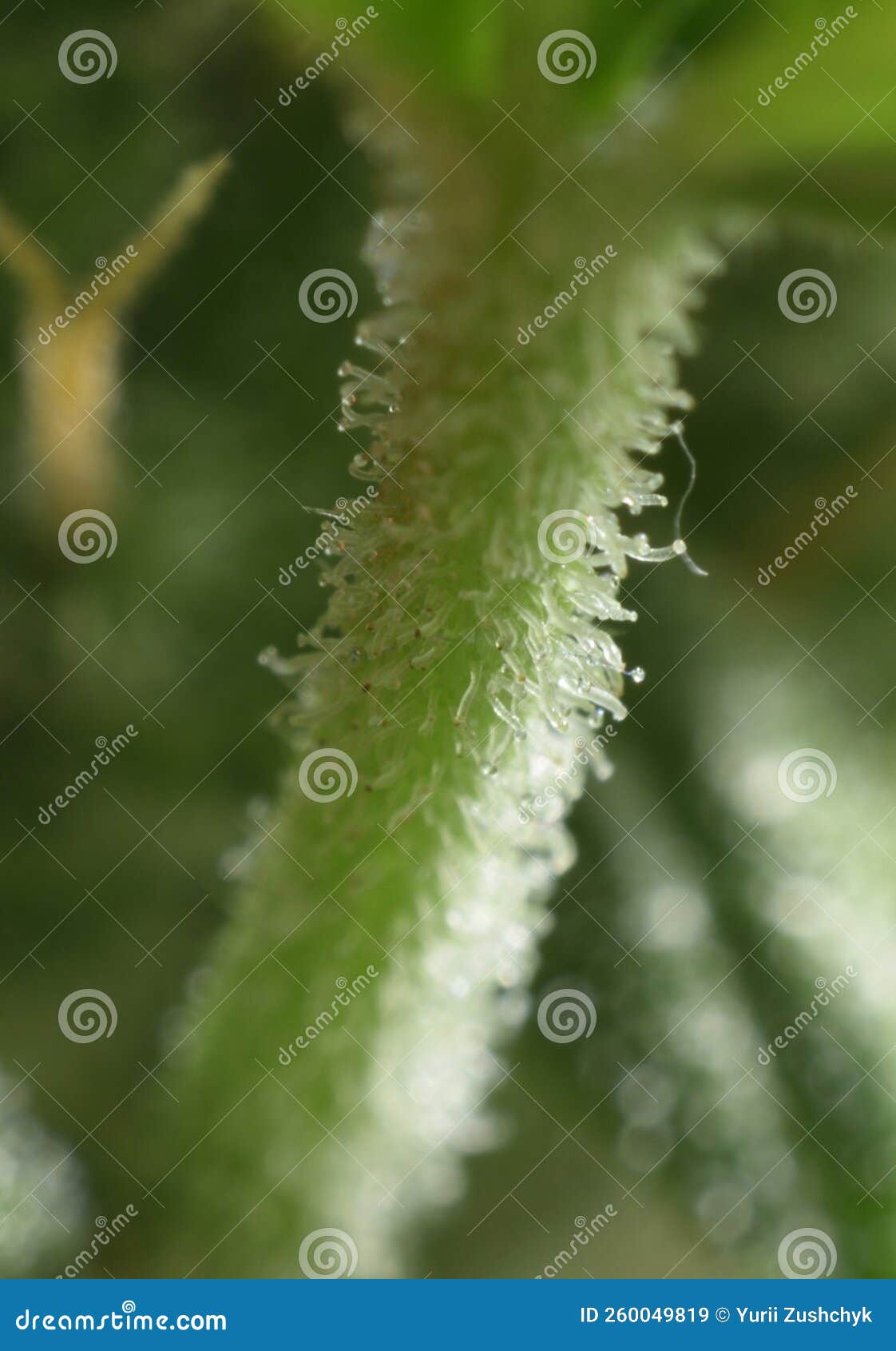 Cannabis Trichomes in the Inflorescence on the Plant Stem Stock Image ...
