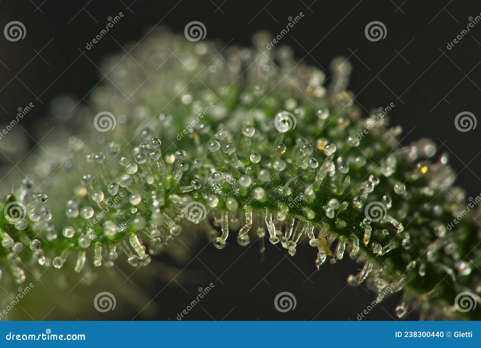 Cannabis Trichomes Macro Shot Stock Photo - Image of drug, leaf: 238300440