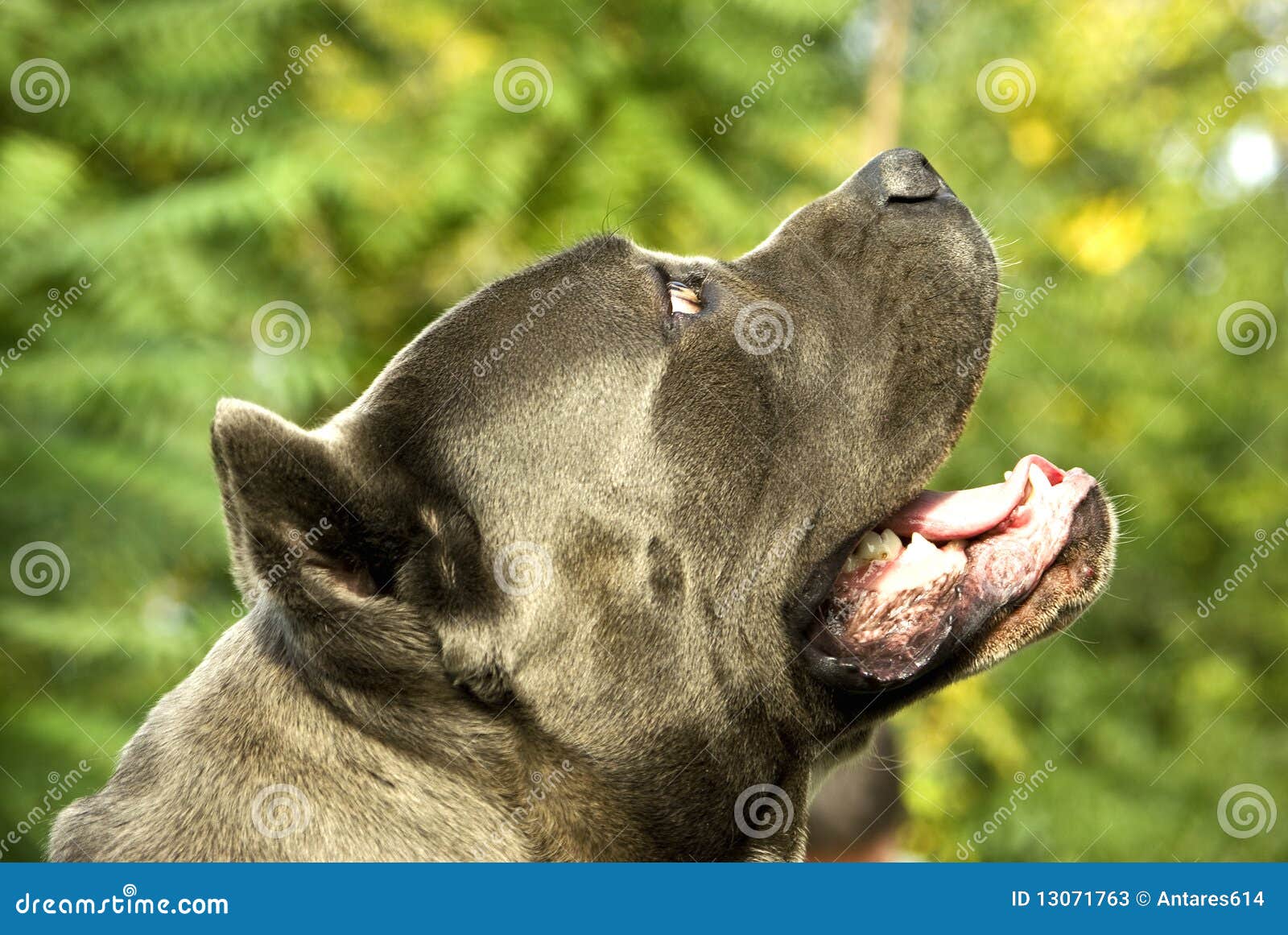 Canne Corso image stock. Image du pièce, canne, race - 13071763