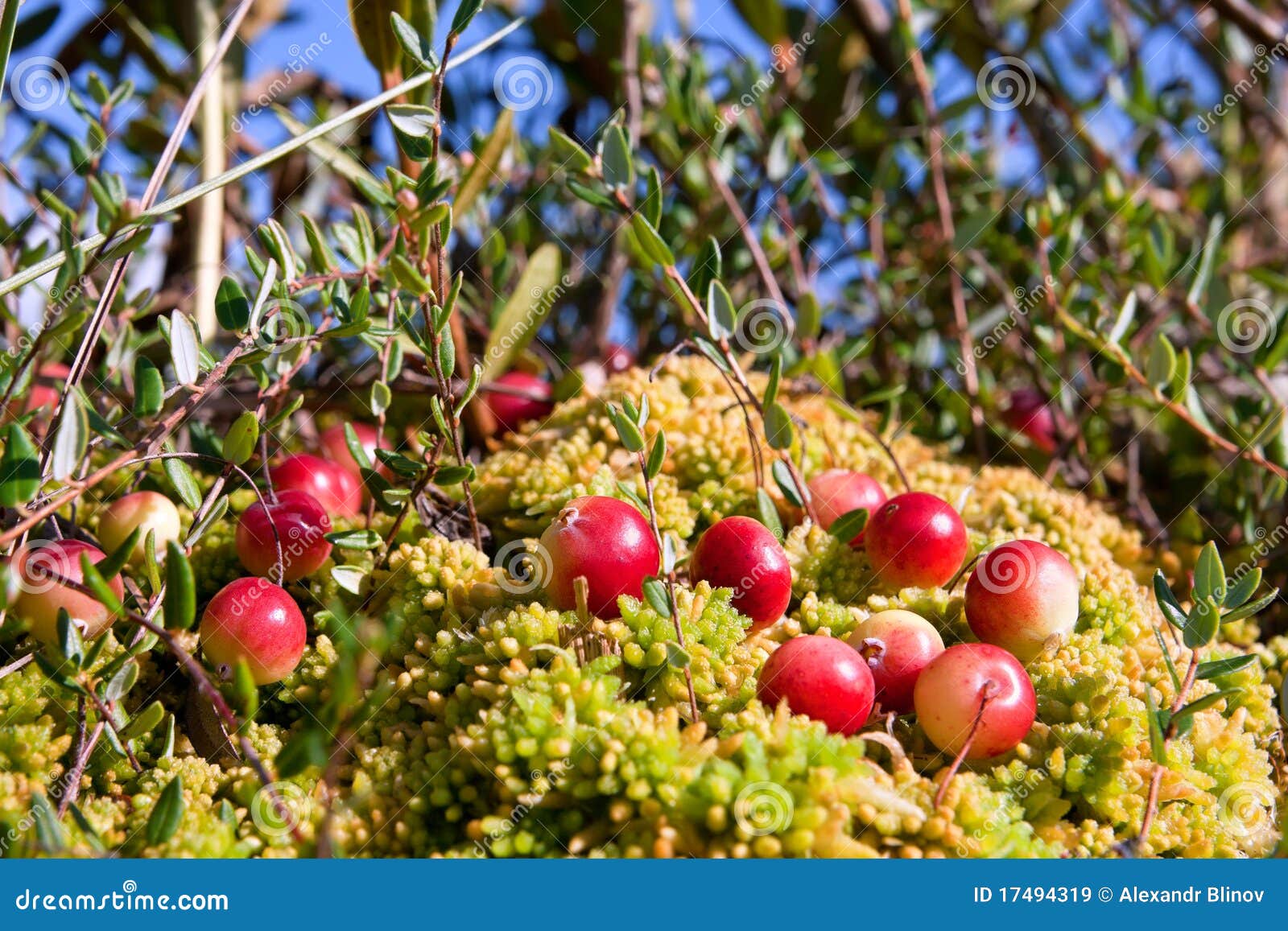 Canneberges image stock. Image du accroissement, fruits - 17494319
