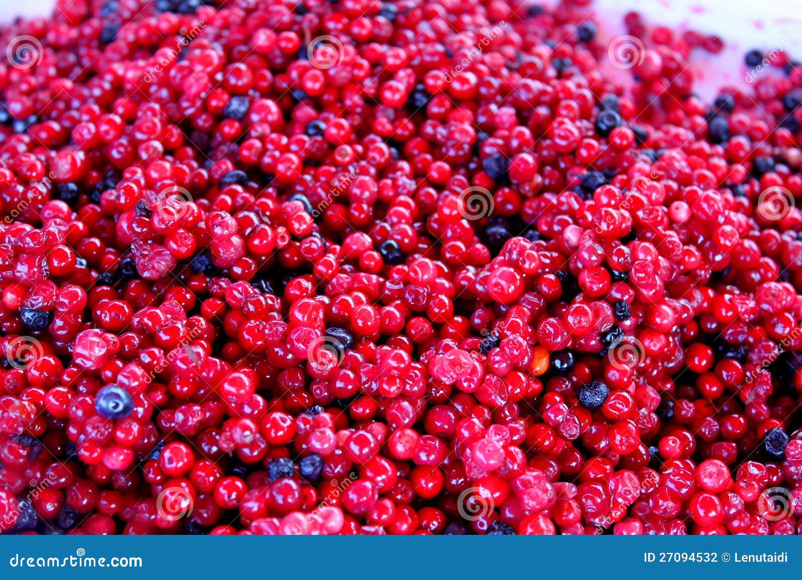 Canneberges photo stock. Image of canneberges, coloré - 27094532