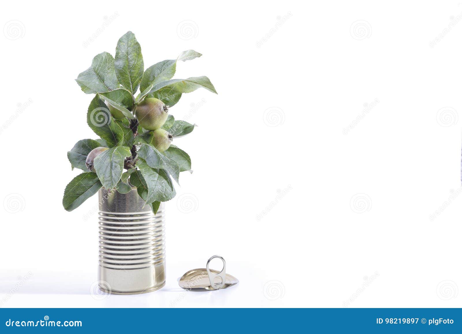 Canned Apple Tree stock image. Image of white, metaphors - 98219897