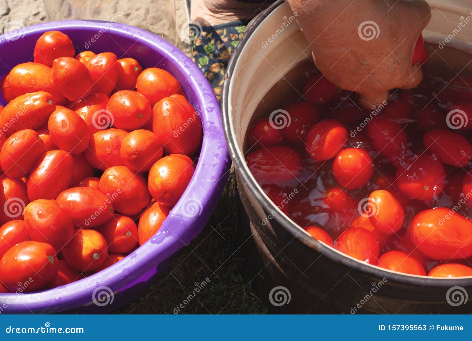 Canning Tomatoes. Processing and Sorting of Tomatoes Stock Image ...