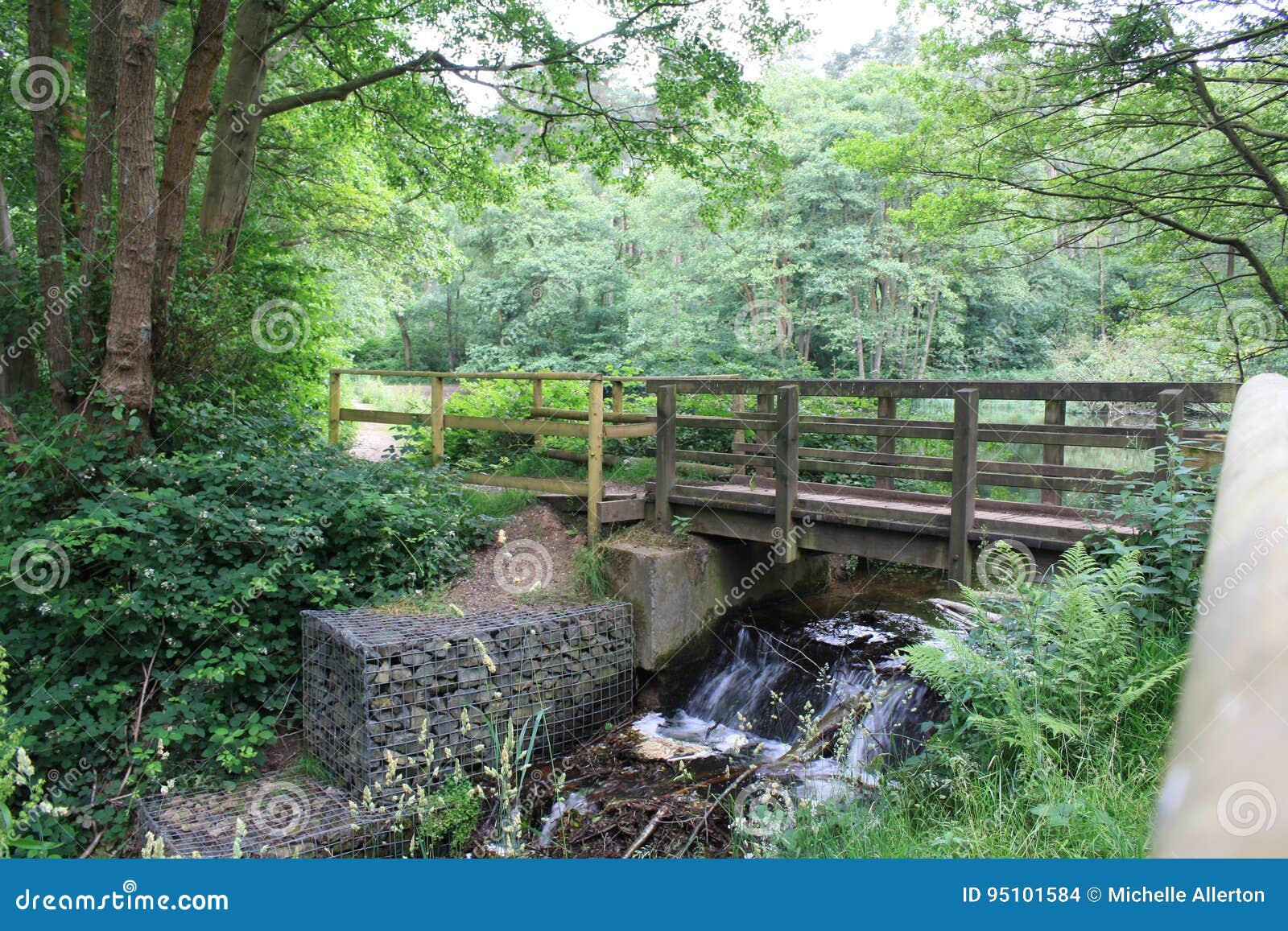 Cannock Chase stock photo. Image of nature, bridge, lake - 95101584