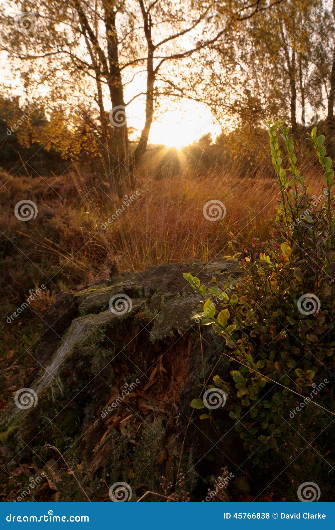Cannock Chase Forest stock photo. Image of tree, forest - 45766838