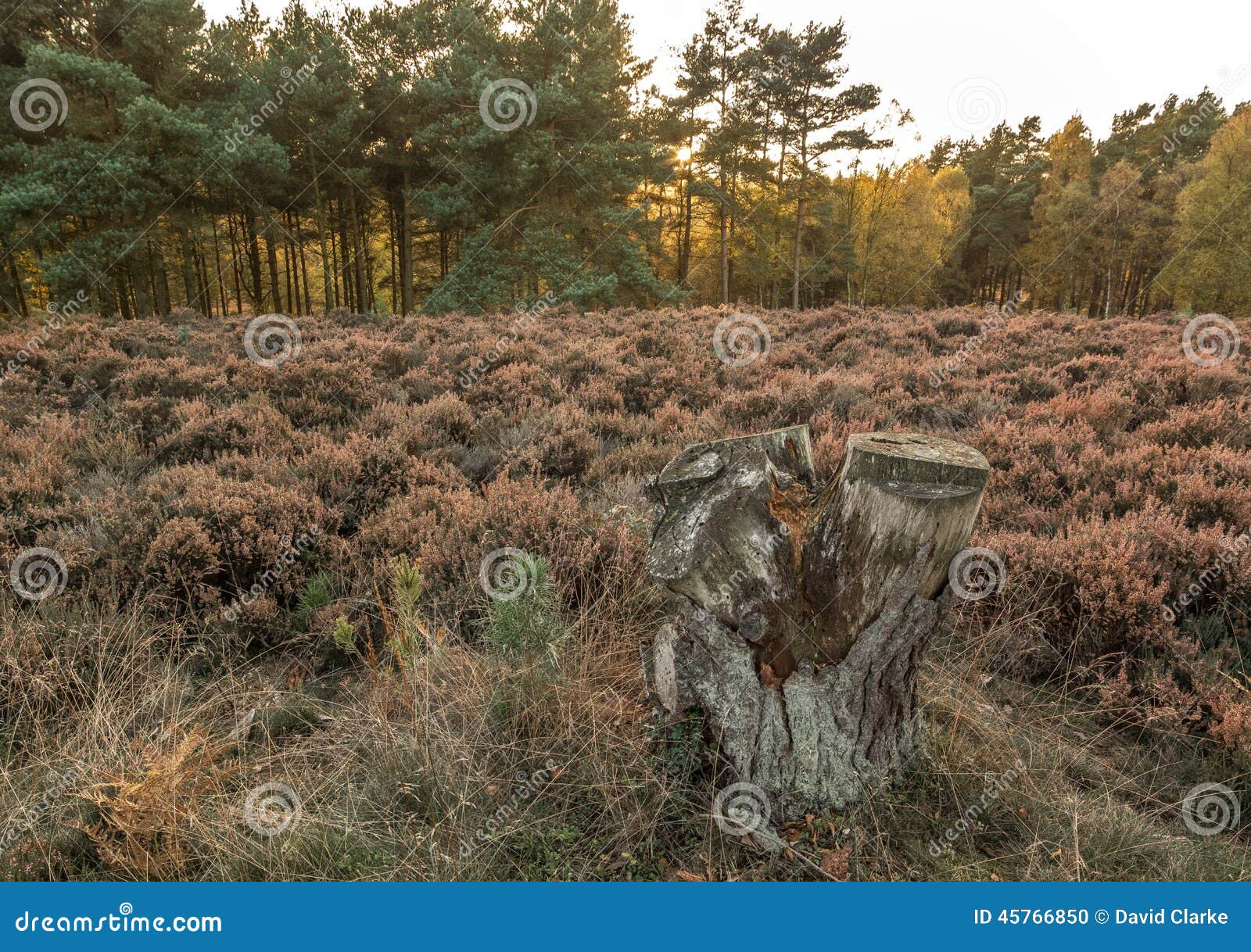 Cannock Chase Forest stock photo. Image of yellow, cannock - 45766850