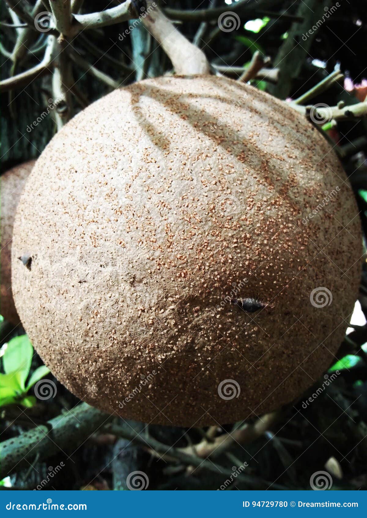 Cannon ball fruit stock photo. Image of branches, plant - 94729780