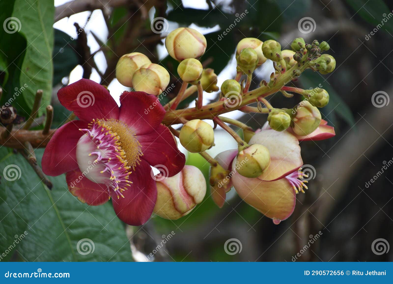A Cannon Ball Tree stock photo. Image of huge, ball - 290572656