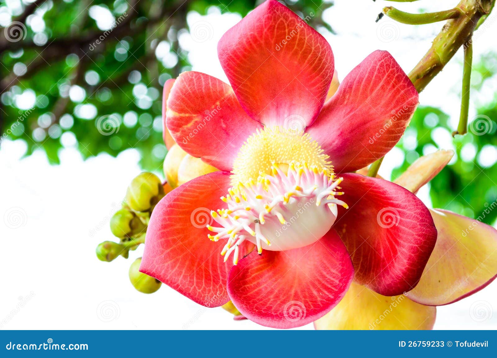 Cannon ball tree flower. stock image. Image of bright - 26759233