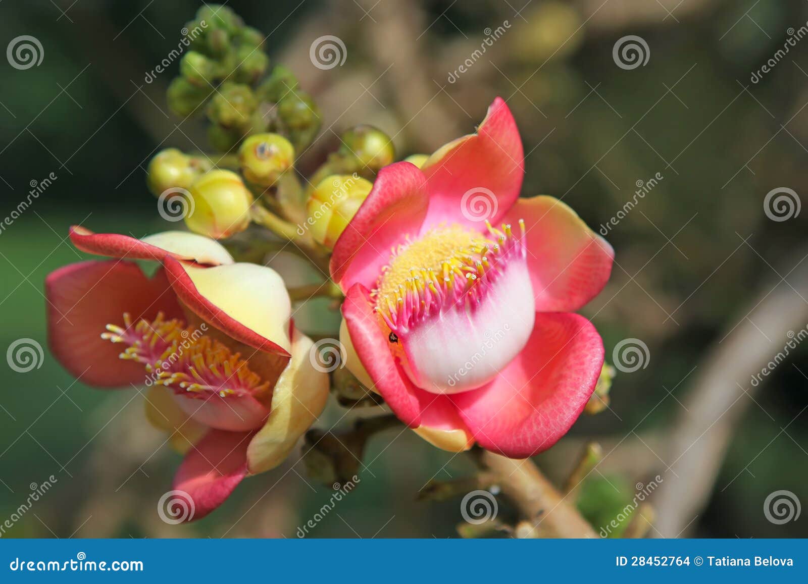 Cannon ball tree flower. stock photo. Image of flora - 28452764
