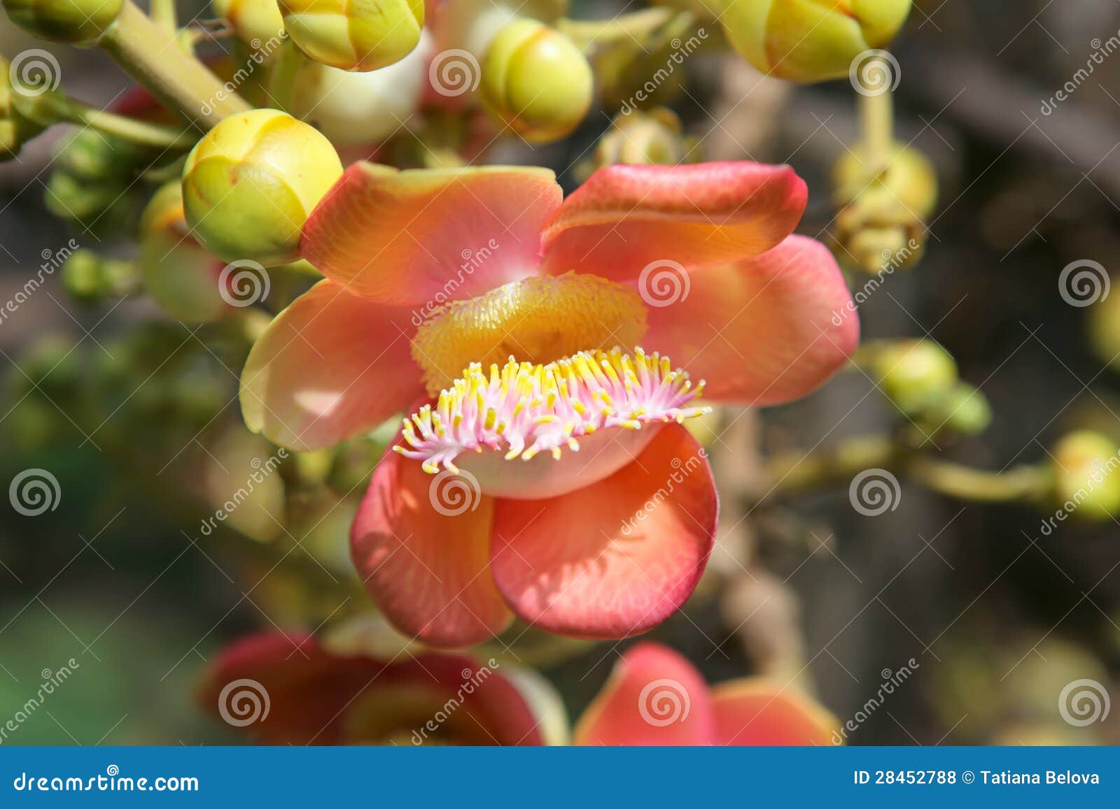 Cannon ball tree flower. stock photo. Image of pink, lovely - 28452788