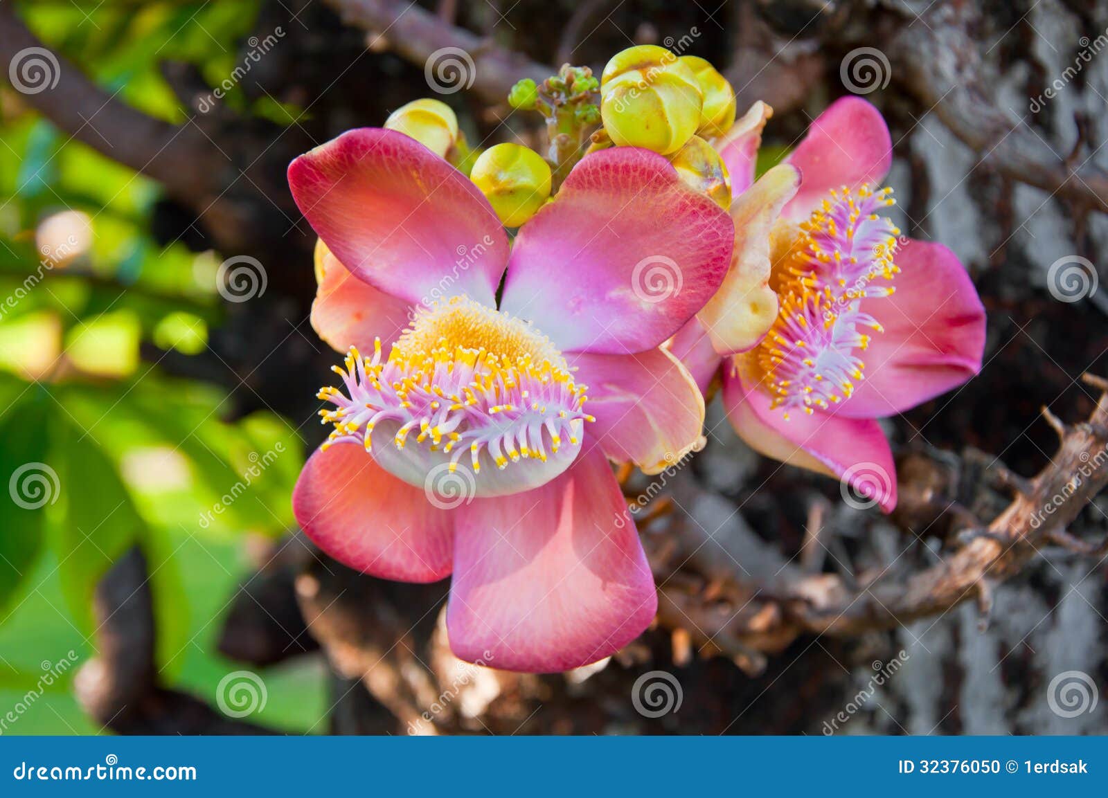 Cannon ball tree flower. stock photo. Image of guianensis - 32376050