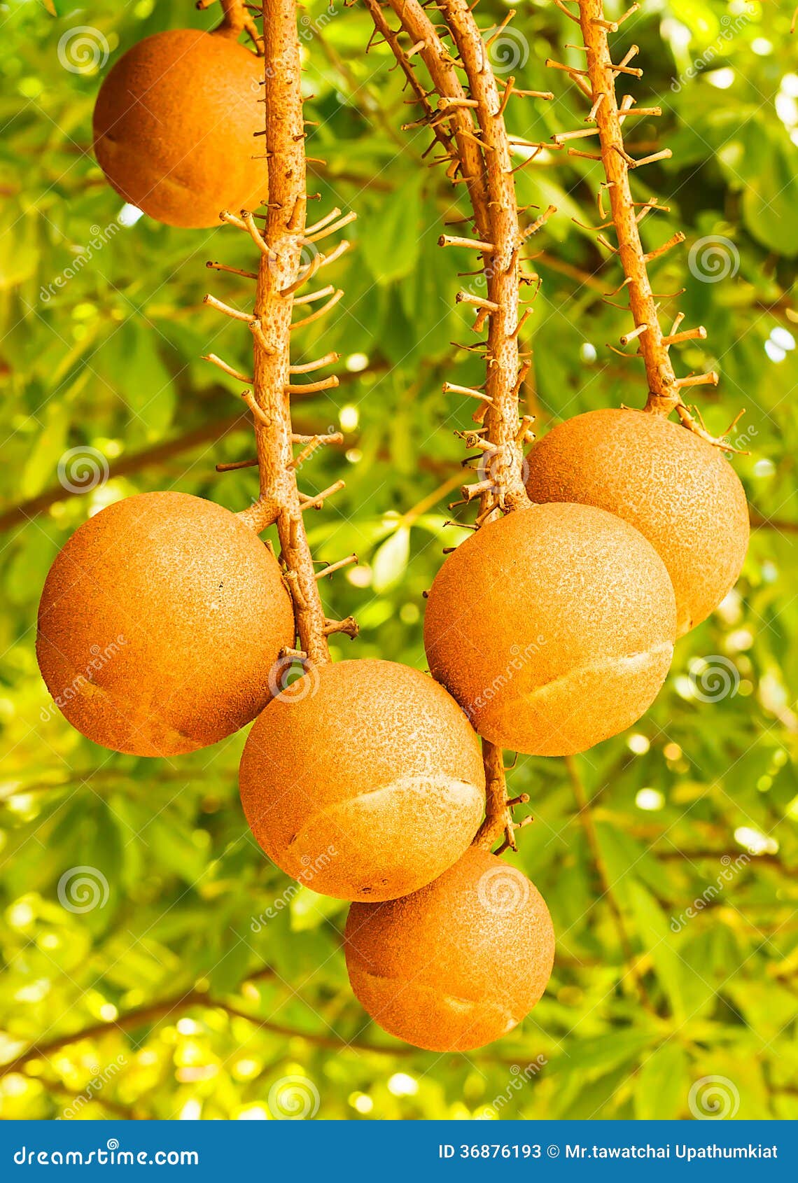 Cannon-Ball Tree stock image. Image of couroupita, tropical - 36876193