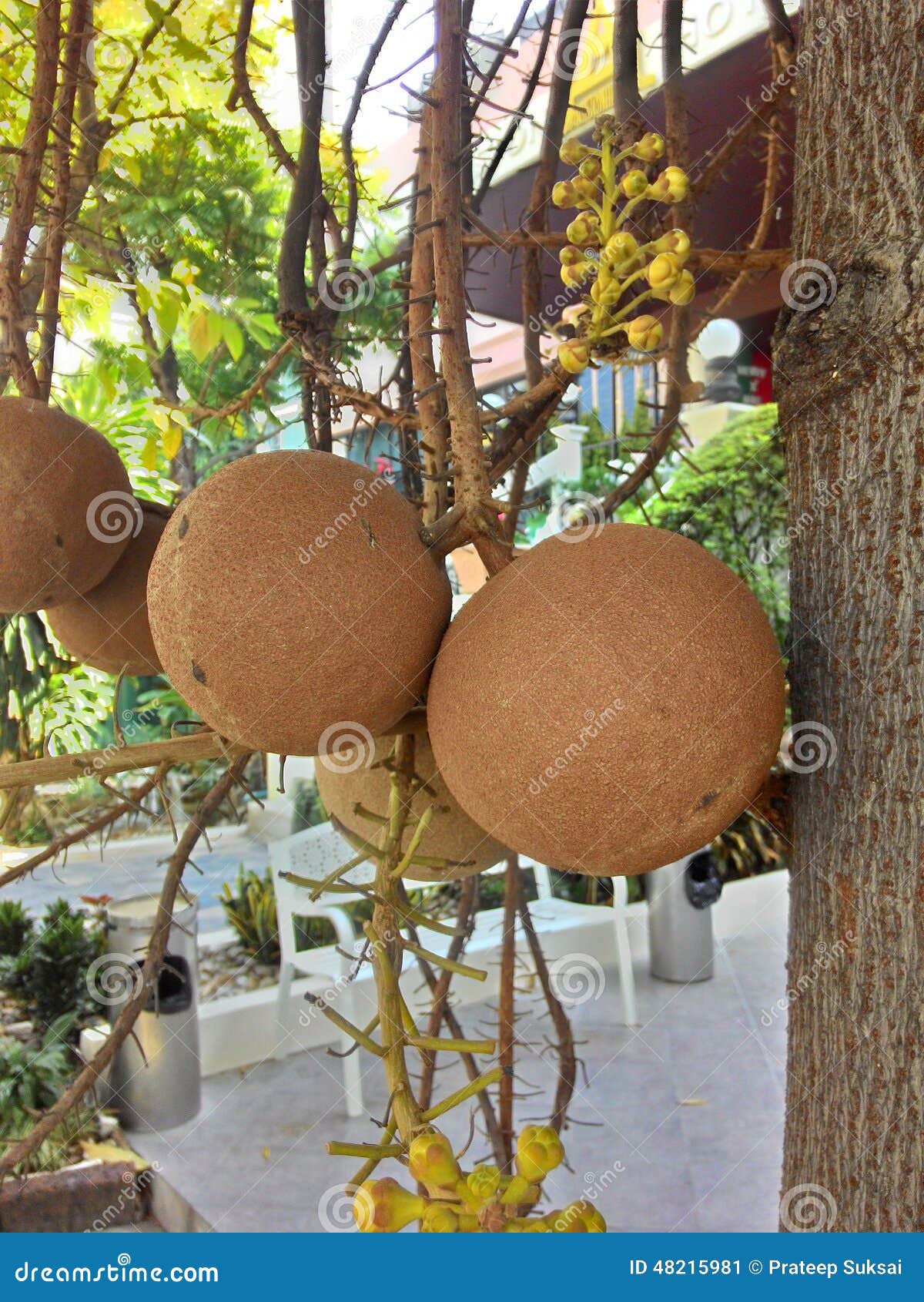 Sal Fruit Cannon ball stock image. Image of cannon, cannonballtree ...