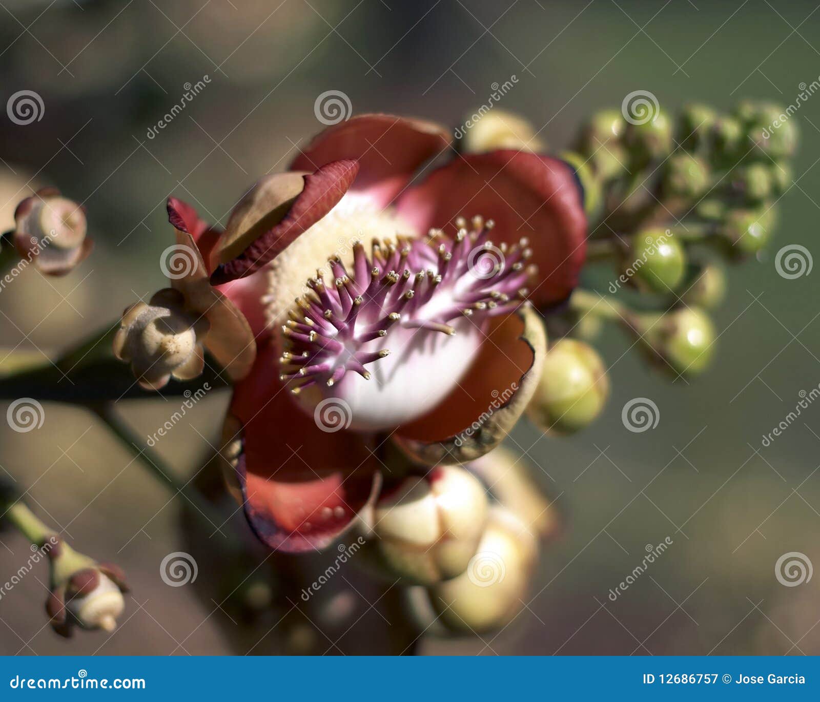 Cannonball Flower closeup stock image. Image of amenome - 12686757