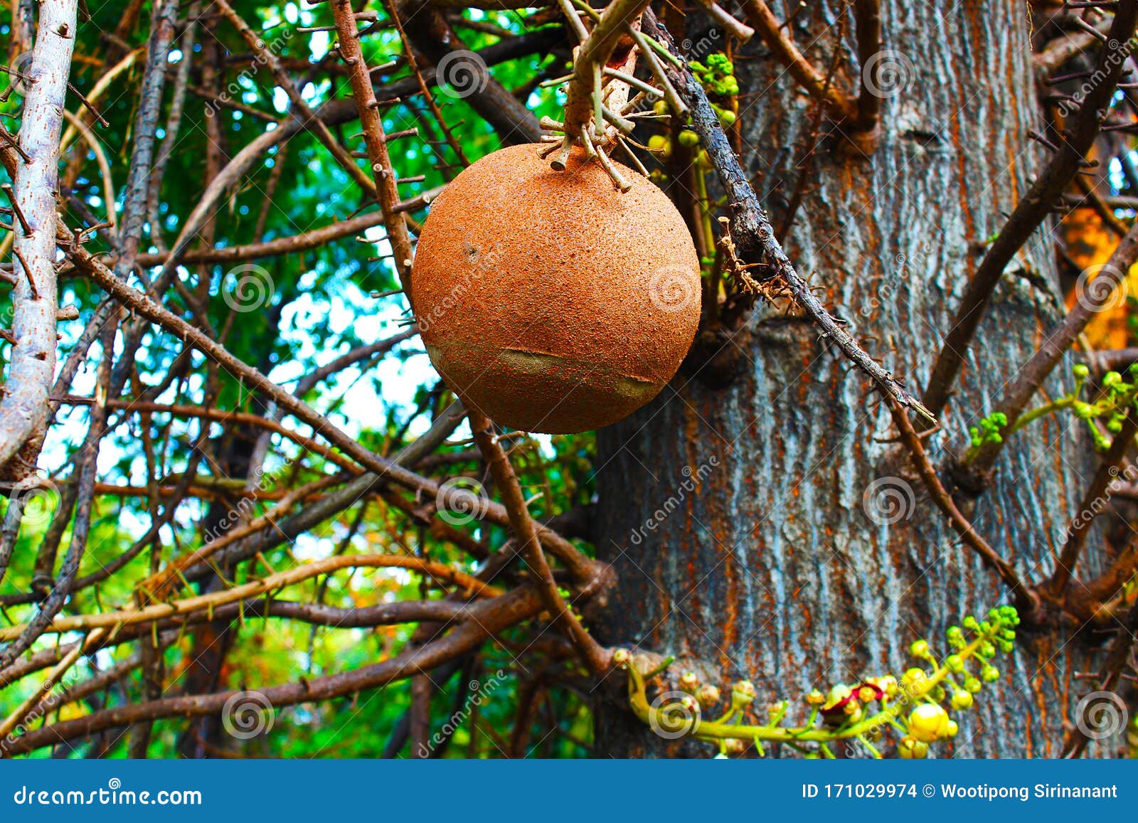 Cannonball Fruit On The Cannonball Tree With Flower, Shorea Robusta ...