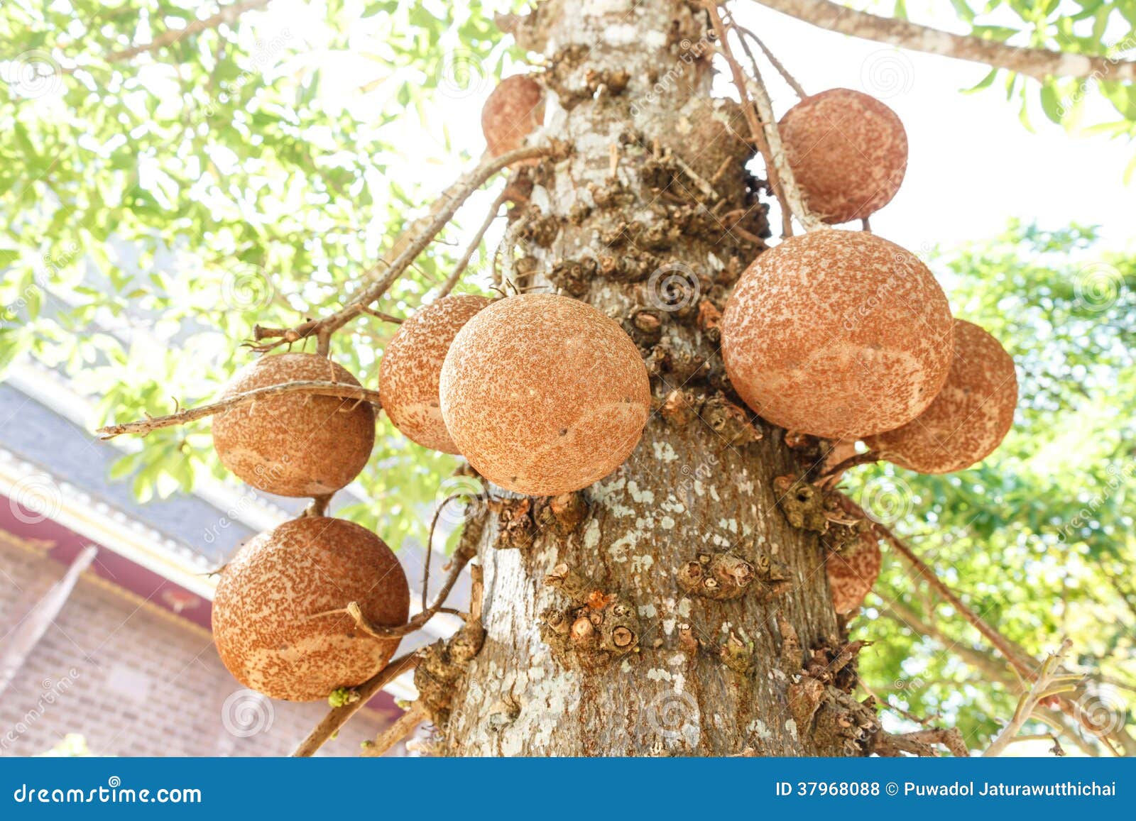 Cannonball Tree stock photo. Image of temple, afternoon - 37968088