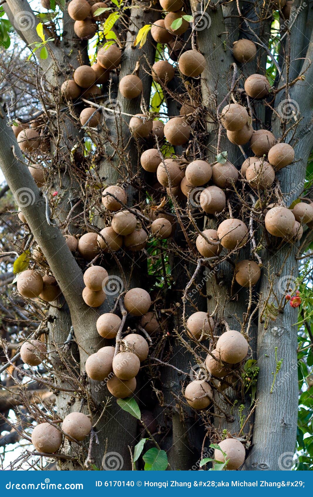 Cannonball tree stock photo. Image of floral, detail, bunch - 6170140