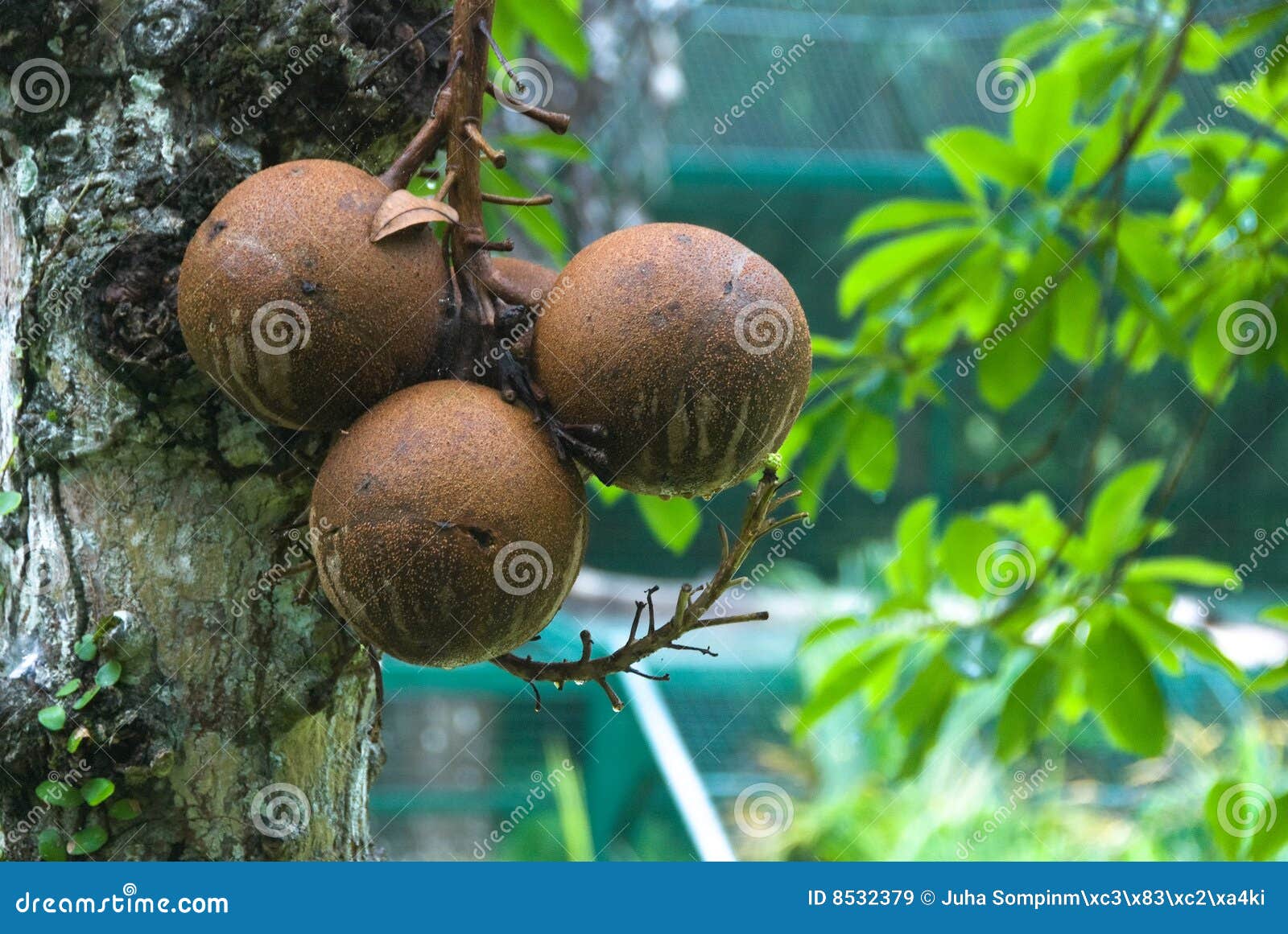 Cannonball tree stock image. Image of exotic, gardens - 8532379