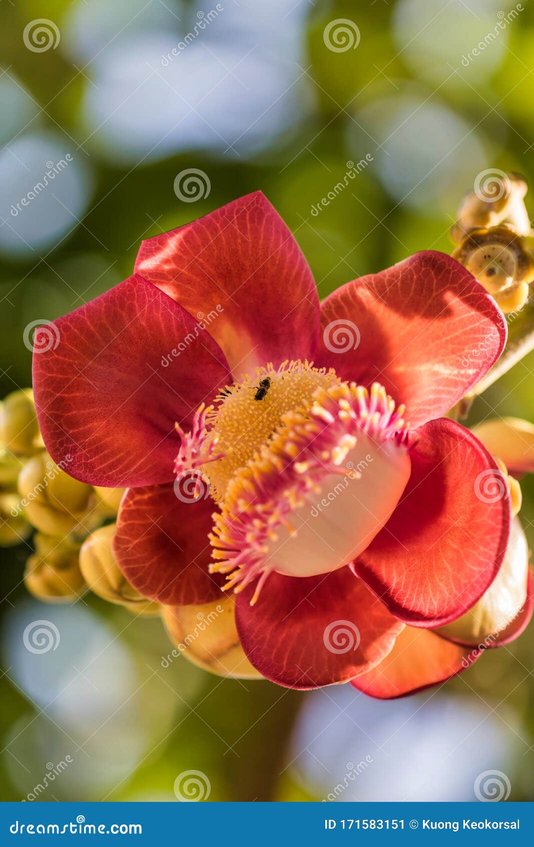 Cannonball Tree Couroupita Red Lauan Stock Image Image Of Crepe Cannonball 171583151