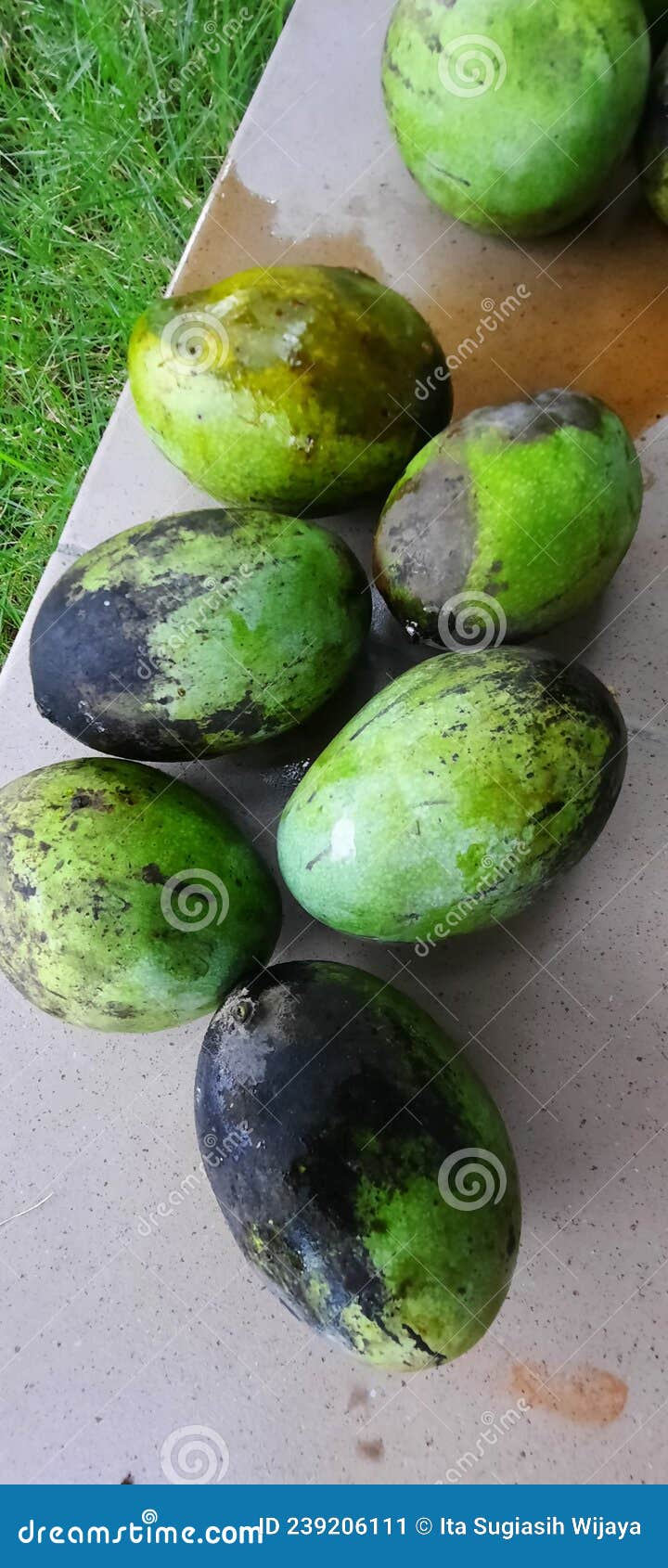 Rotten mango stock image. Image of fruit, branch, green - 239206111