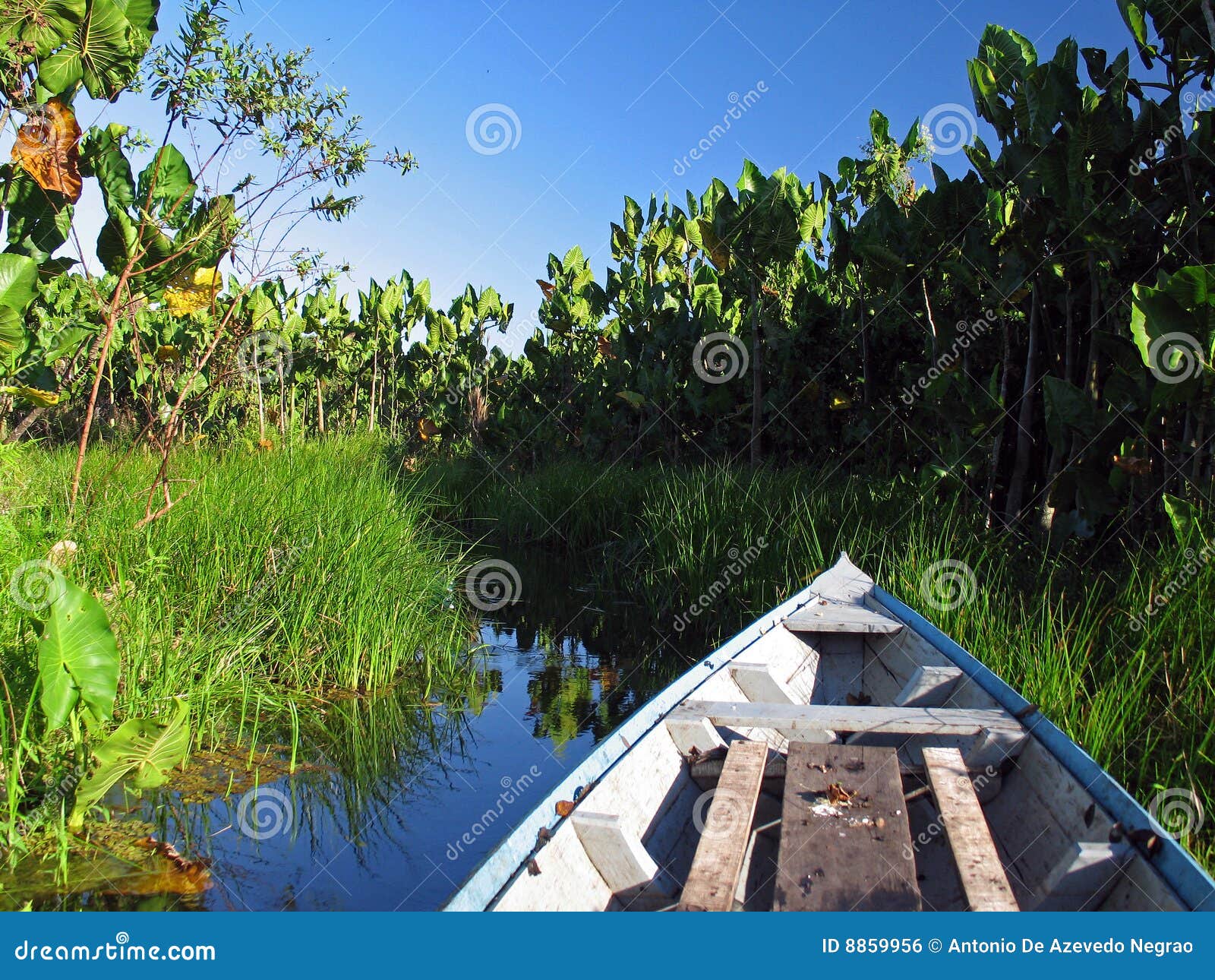 Canoe in the vegetation stock photo. Image of brazil, canoe - 8859956