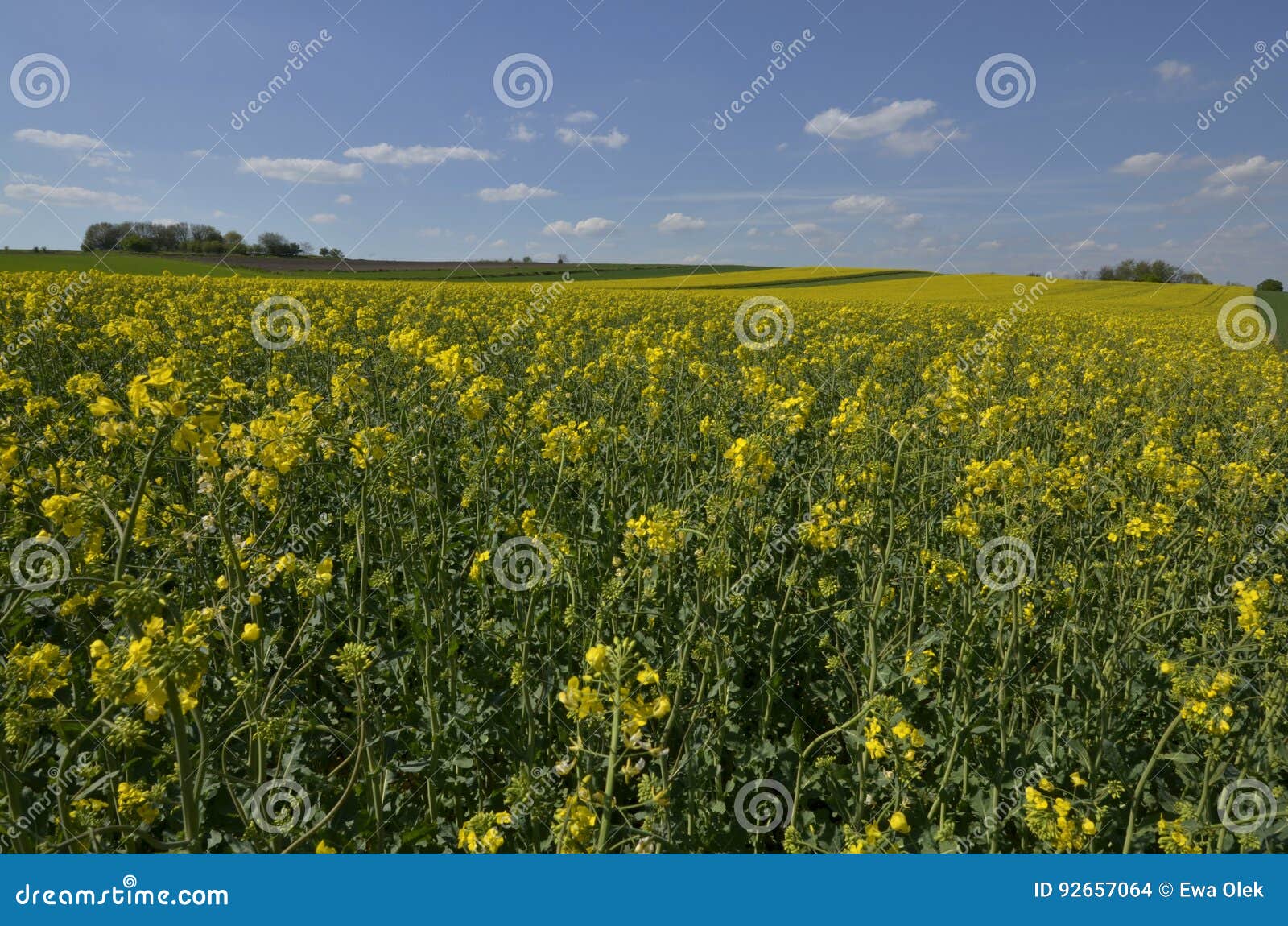 Canola in bloom stock photo. Image of canola, food, grain - 92657064