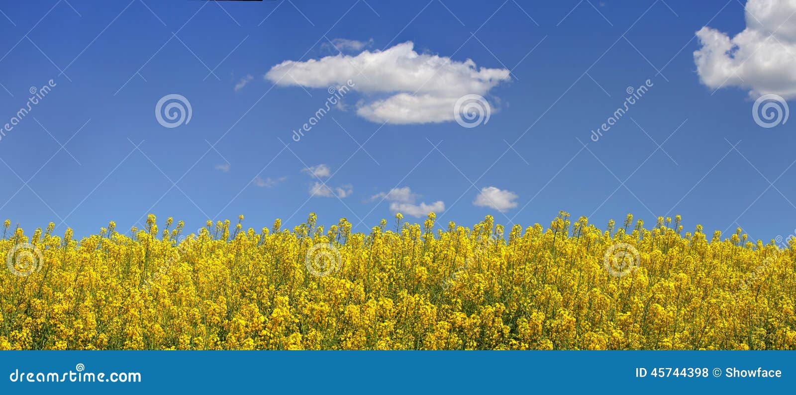 Canola and Blue Sky stock photo. Image of yellow, agriculture - 45744398