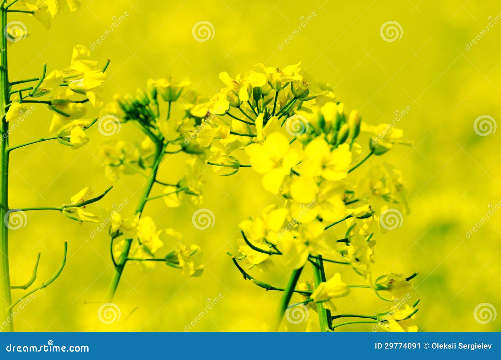 Rapeseed stock image. Image of canola, harvest, idyllic - 29774091