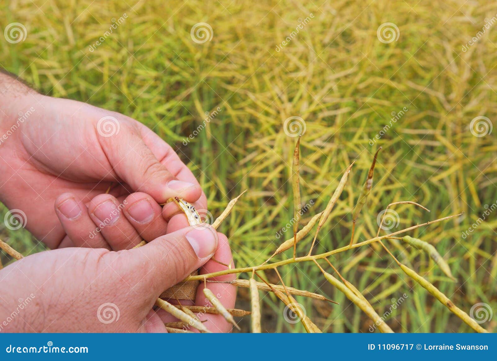Canola Crop stock image. Image of golden, seed, crop - 11096717