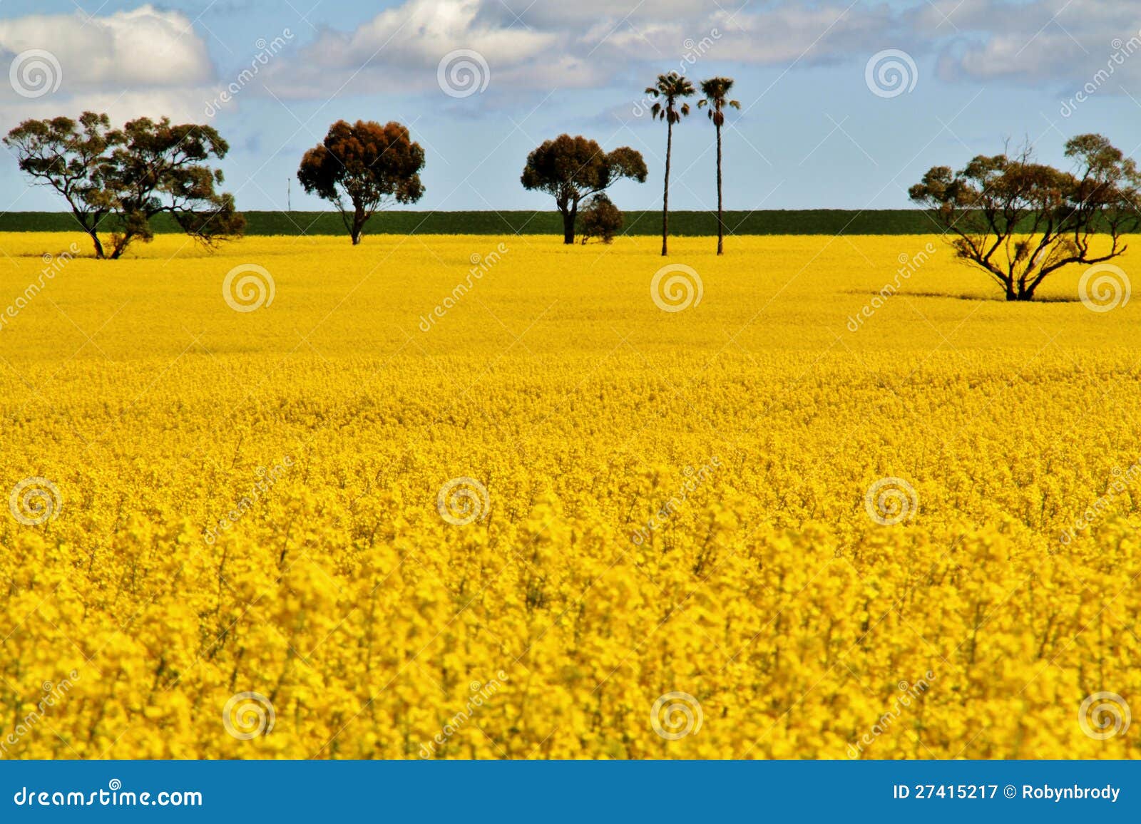 Canola crop stock image. Image of grain, yellow, farming - 27415217
