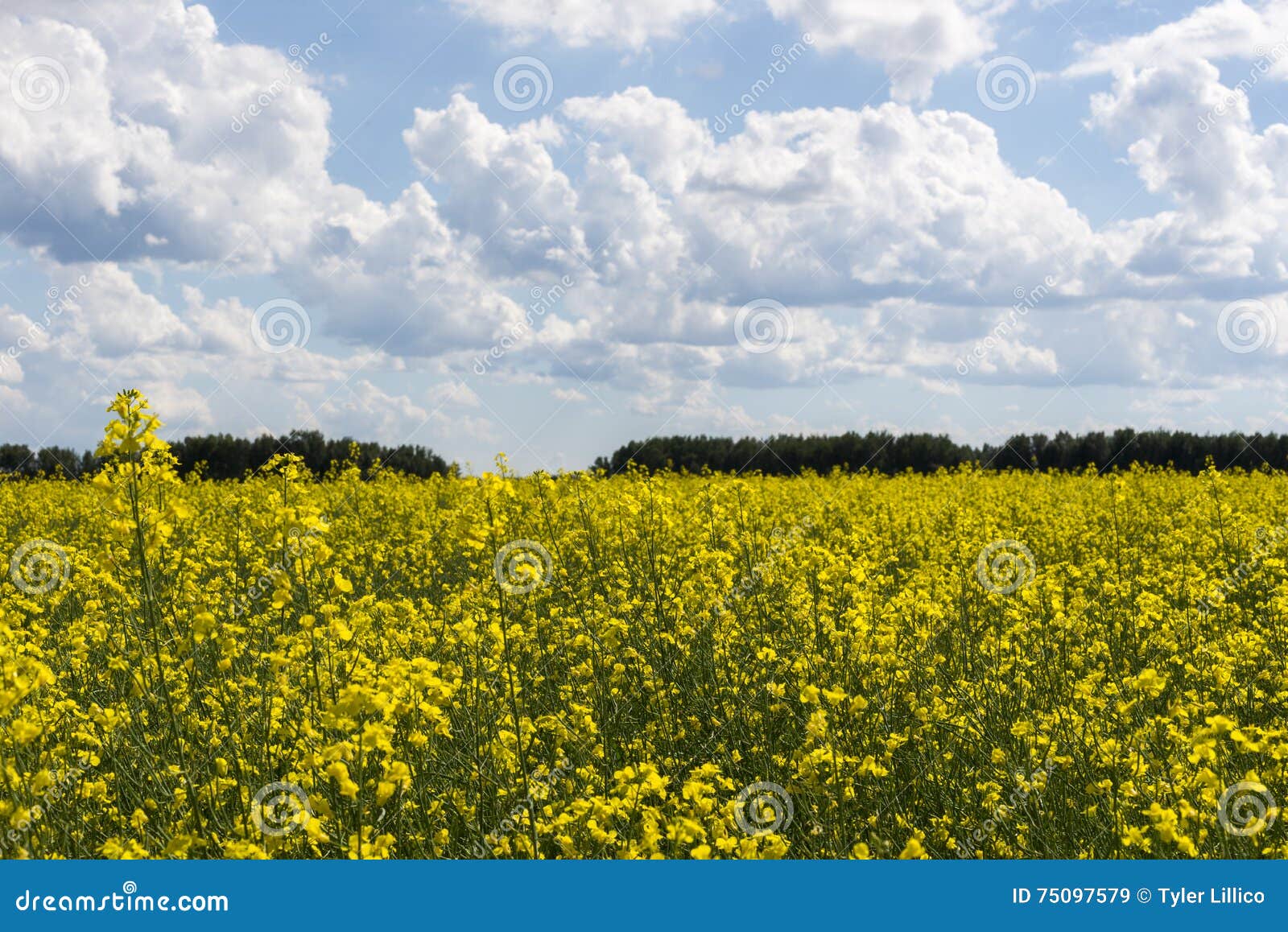Canola Crop Farm Field during Summer Stock Image - Image of yellow ...
