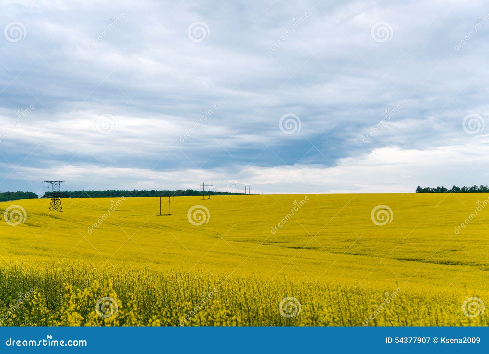 A Canola Crop, in Spring Flower Stock Image - Image of beautiful, farm ...