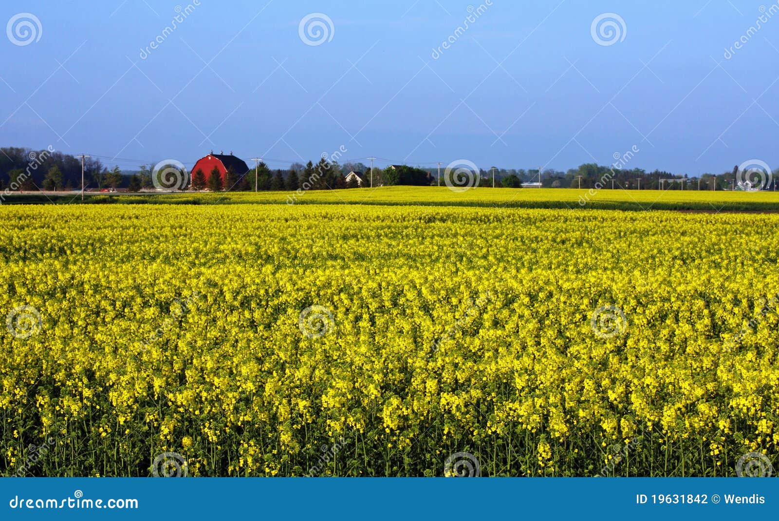 Canola Farm stock photo. Image of agriculture, countryside - 19631842