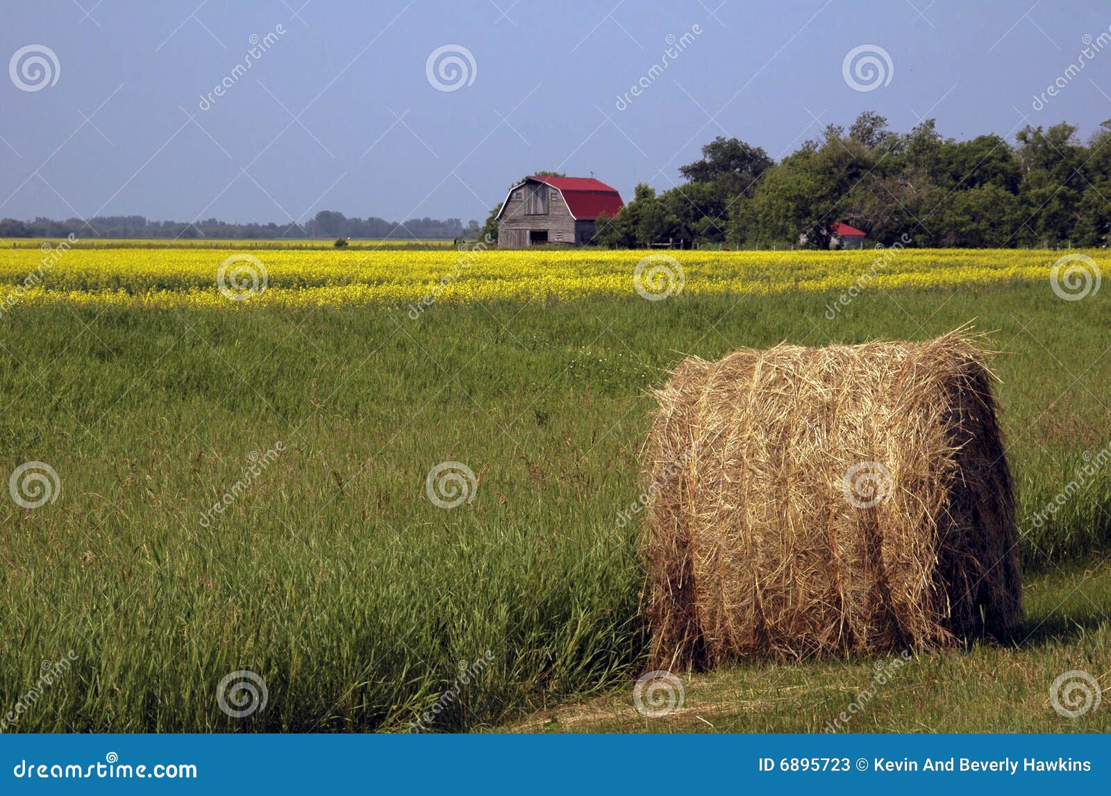 Canola Farm stock image. Image of harvest, canola, crop - 6895723