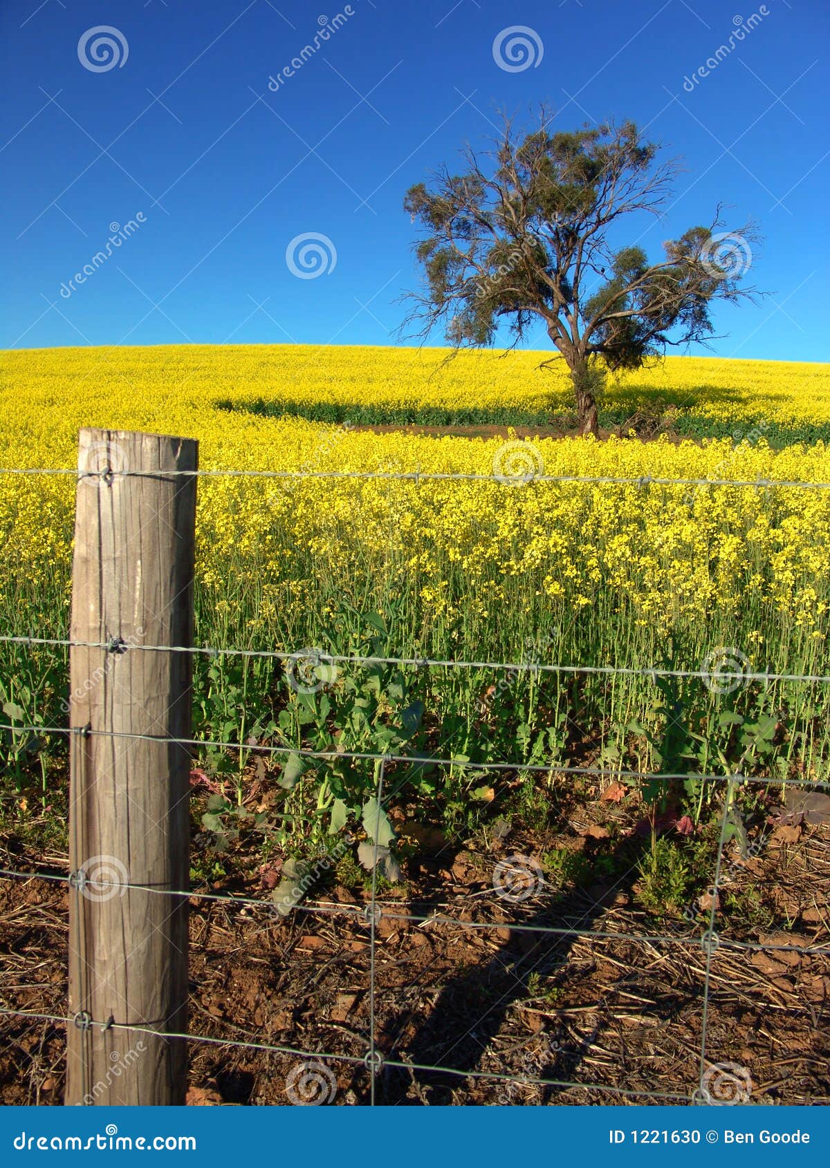Canola Field stock photo. Image of australia, bold, flower - 1221630