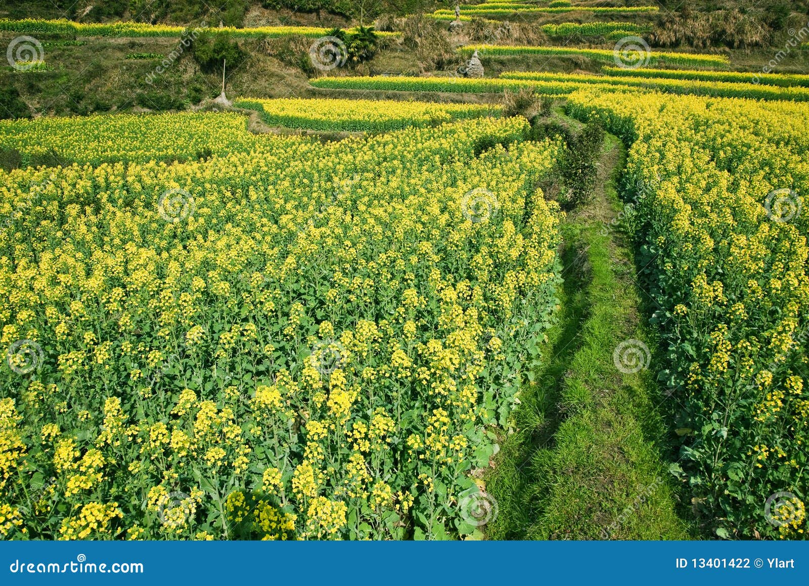 Canola Field stock photo. Image of countryside, landscape - 13401422