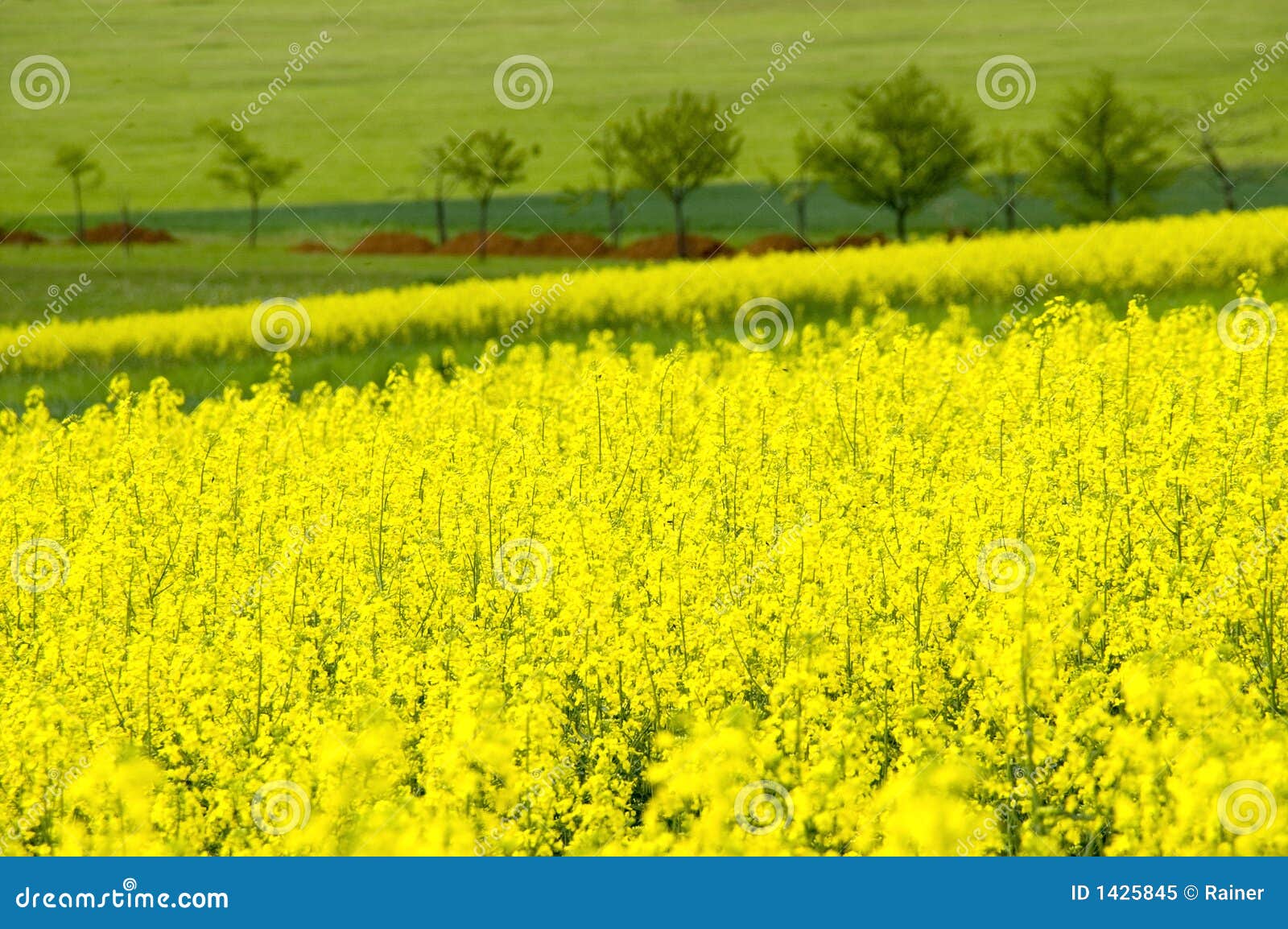 Canola field stock image. Image of agricultural, ecodiesel - 1425845