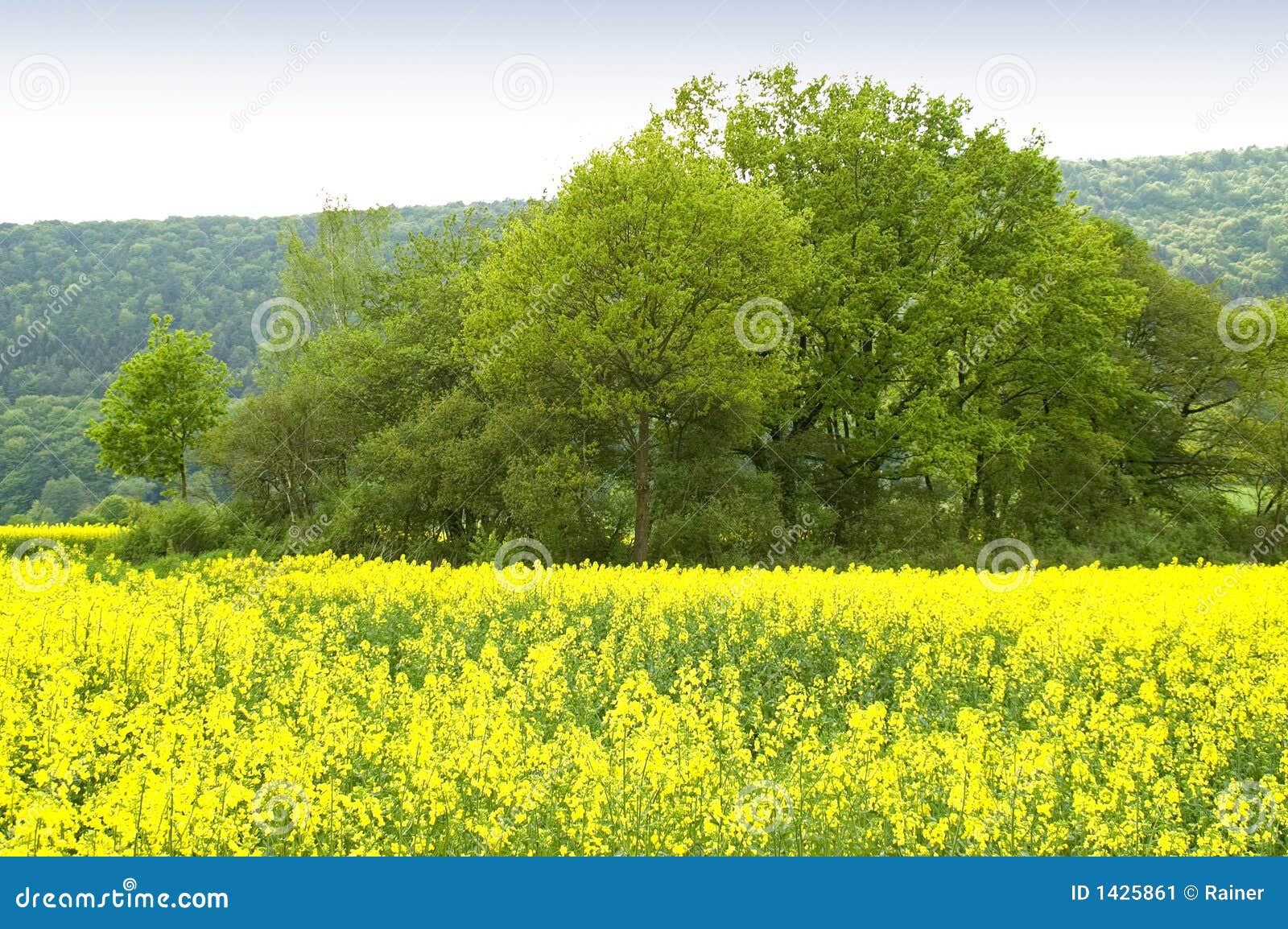Canola field stock image. Image of biodiesel, energies - 1425861