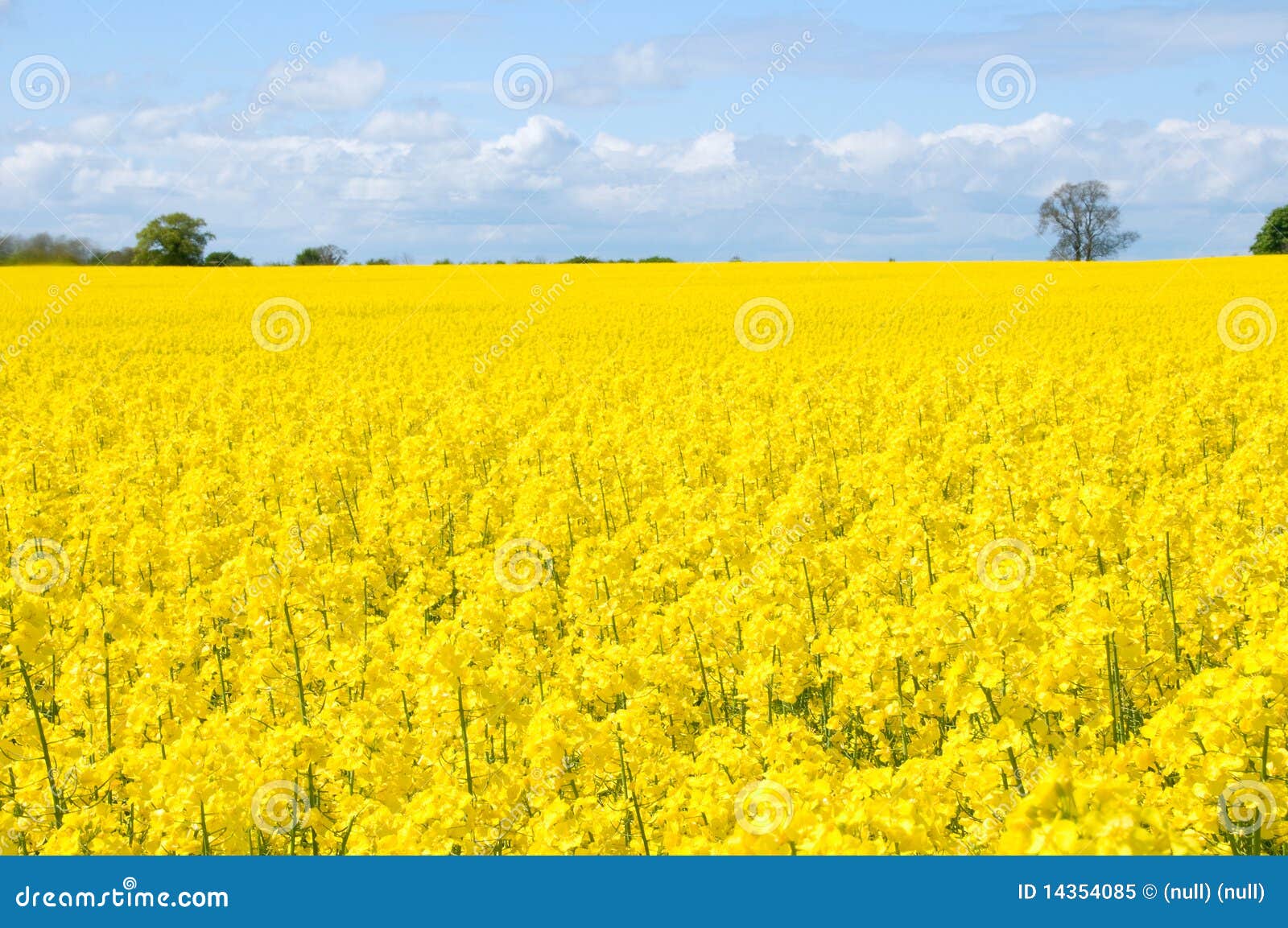Canola field stock image. Image of industry, farm, foliage - 14354085