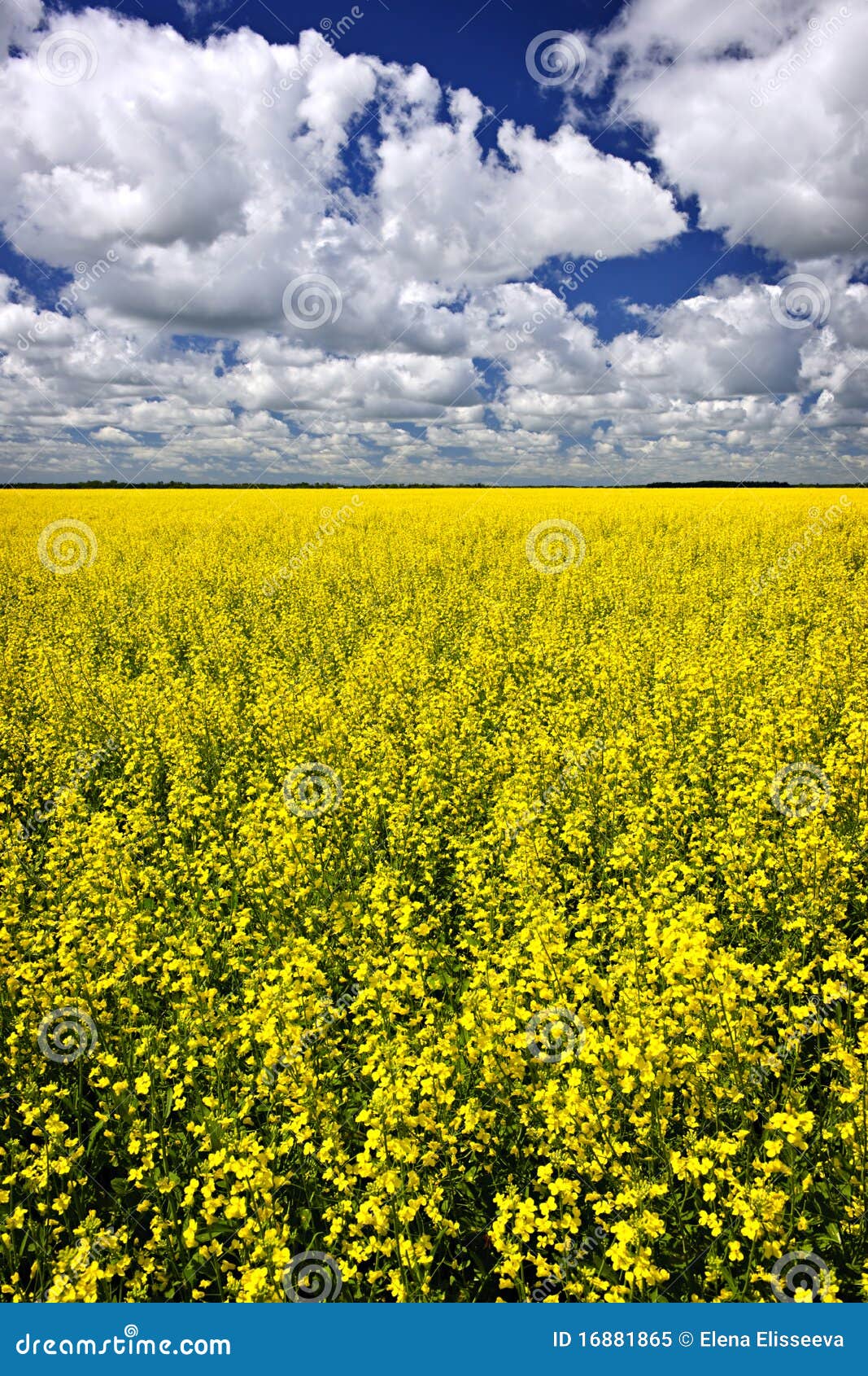 Canola field stock image. Image of harvest, plant, bright - 16881865