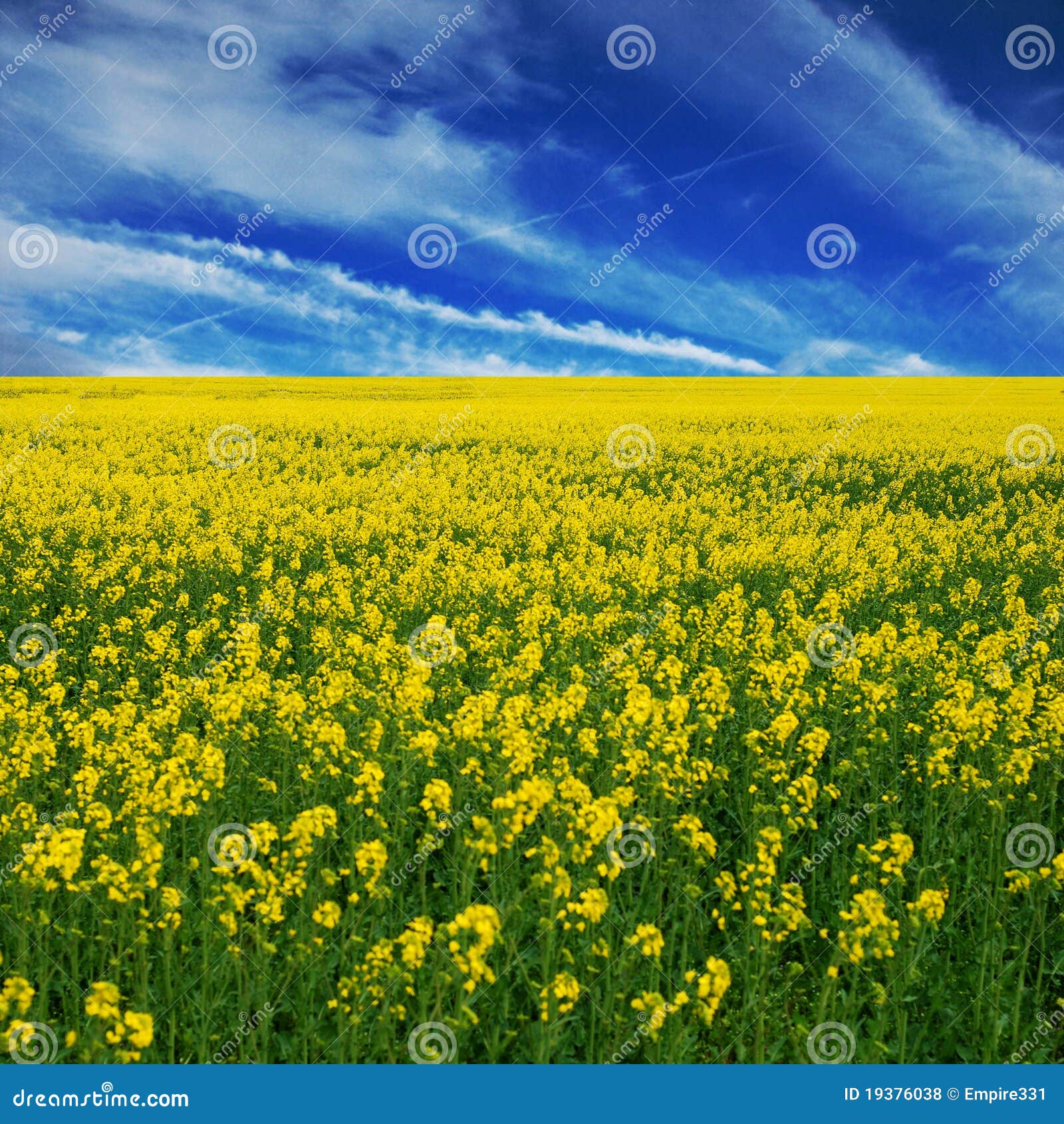 Canola field stock photo. Image of scenery, flower, field - 19376038