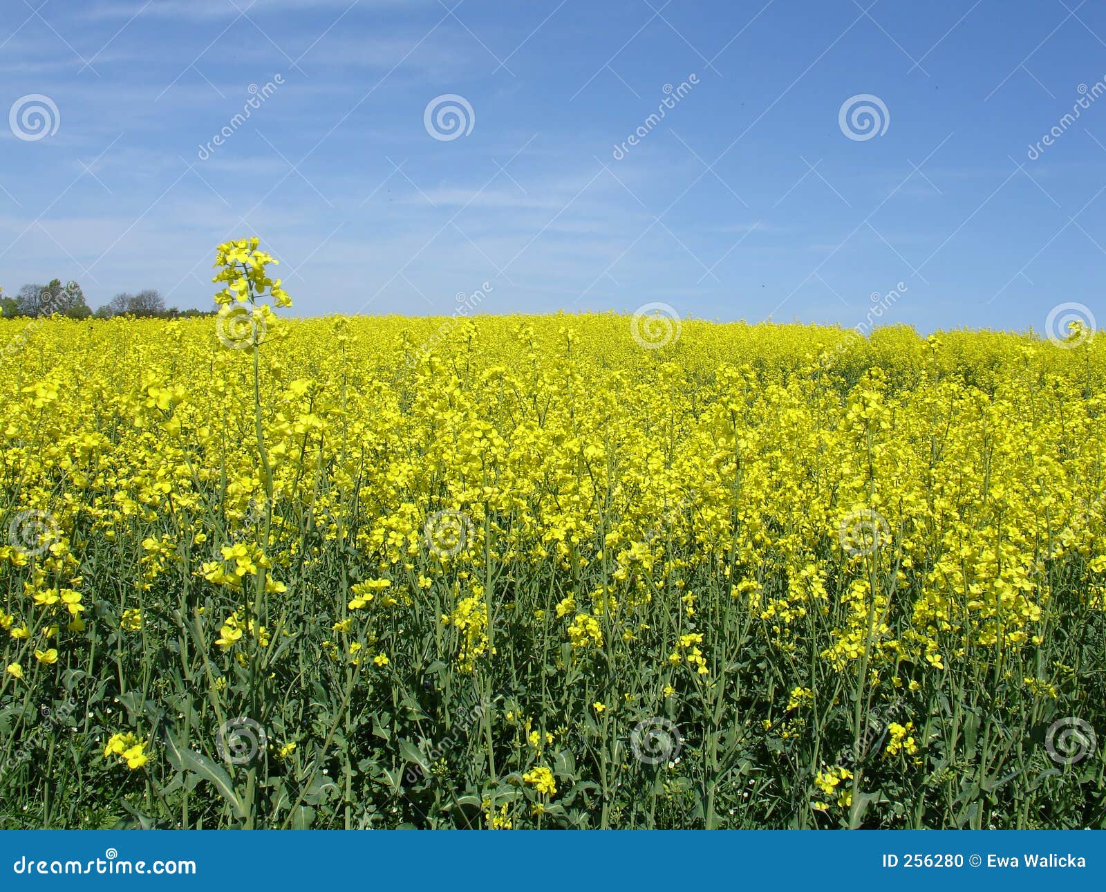 Canola field 2 stock photo. Image of nature, bloom, agricultural - 256280