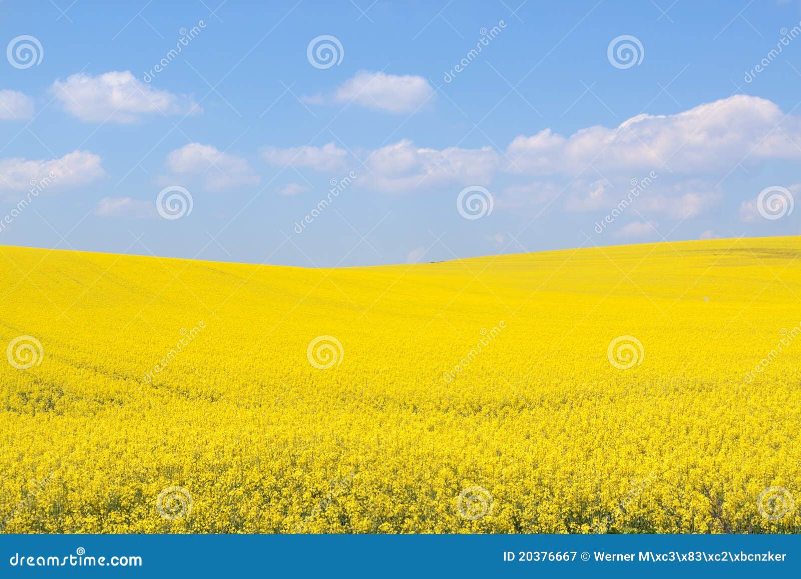 Canola field stock image. Image of hill, canola, nature - 20376667