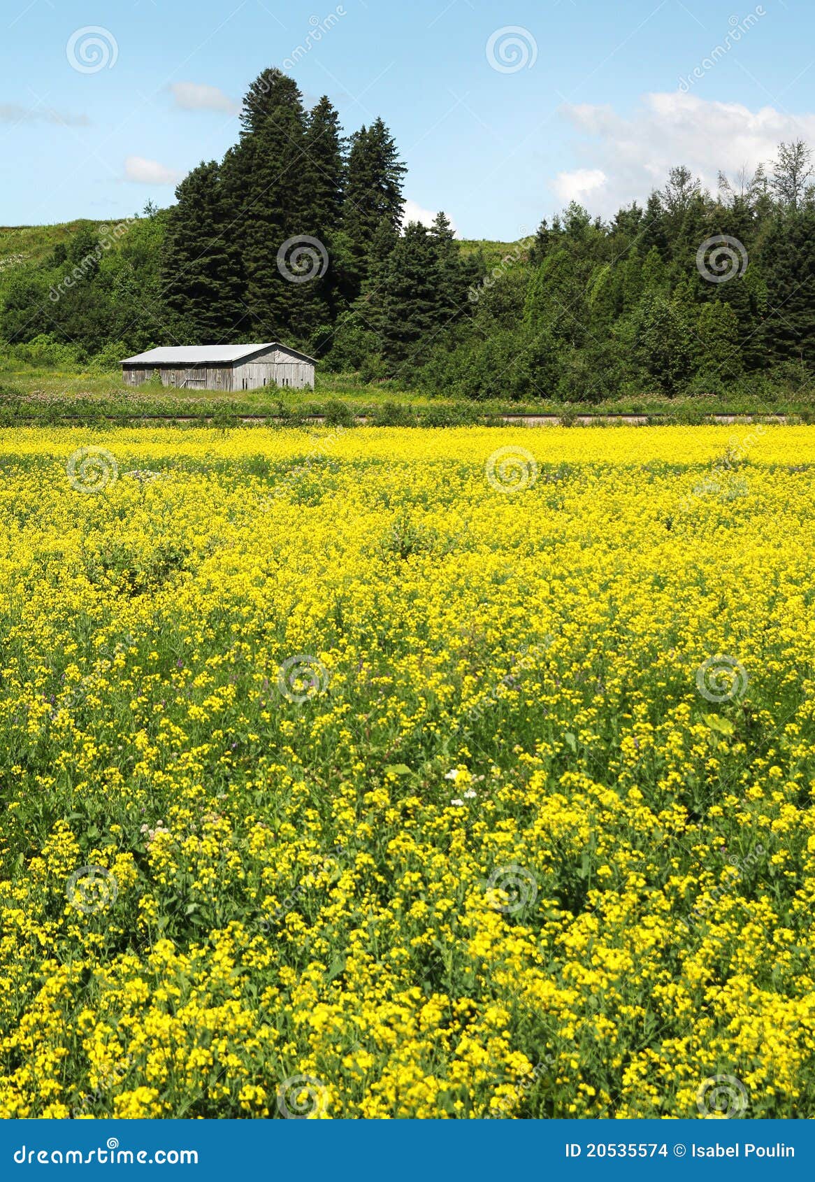 Canola field stock photo. Image of canada, canola, farmland - 20535574