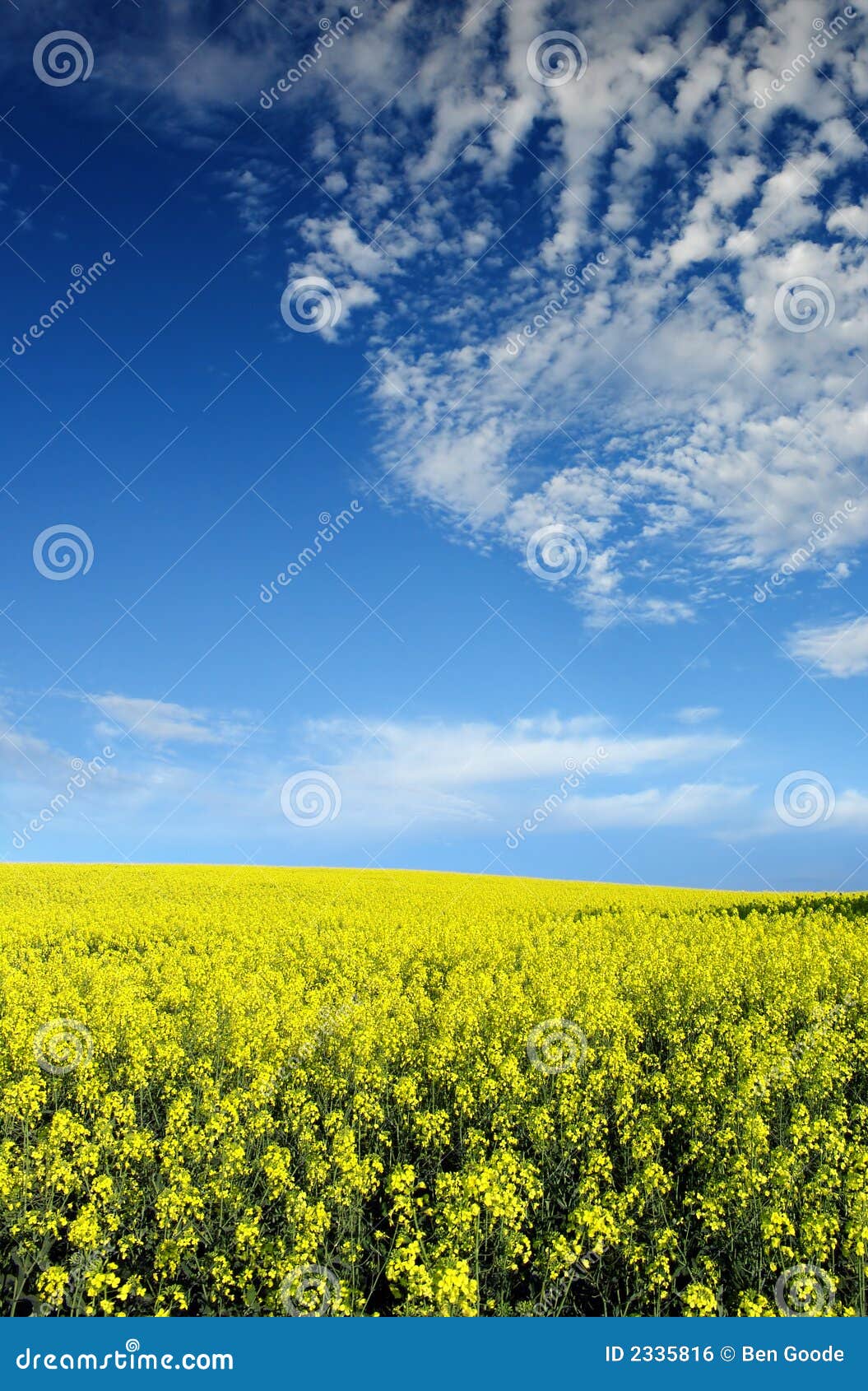 Canola Field stock photo. Image of golden, horizon, adelaide - 2335816
