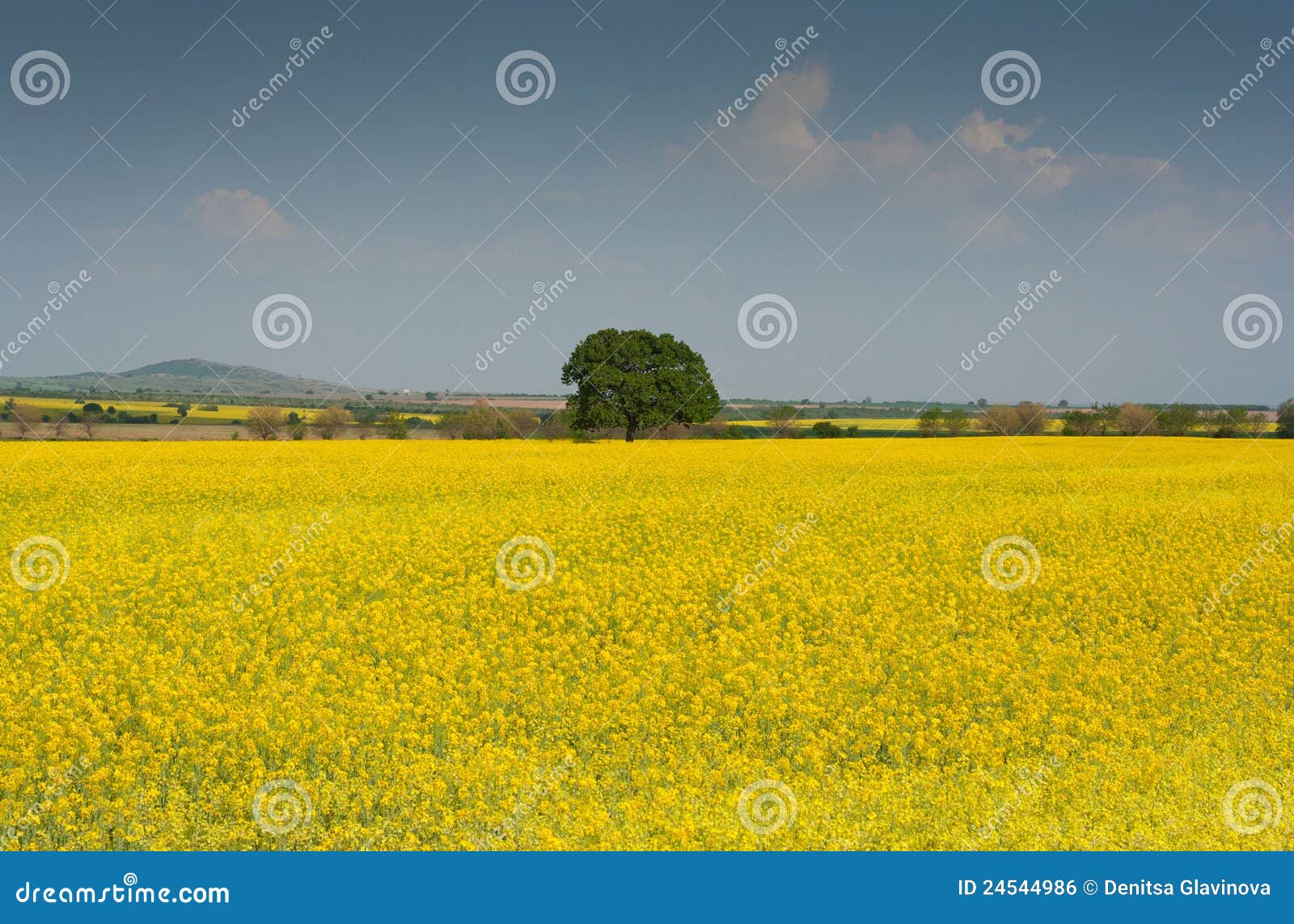 Canola Field stock photo. Image of blossom, landscape - 24544986