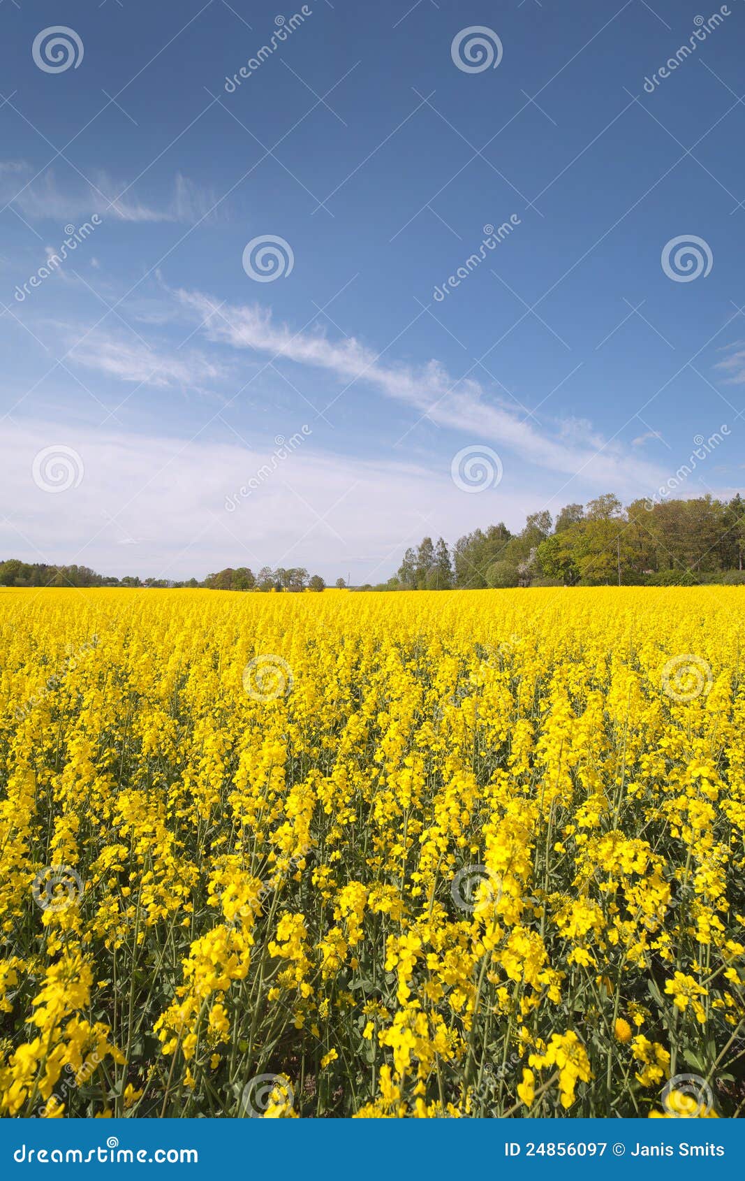 Canola field. stock image. Image of field, farm, nature - 24856097