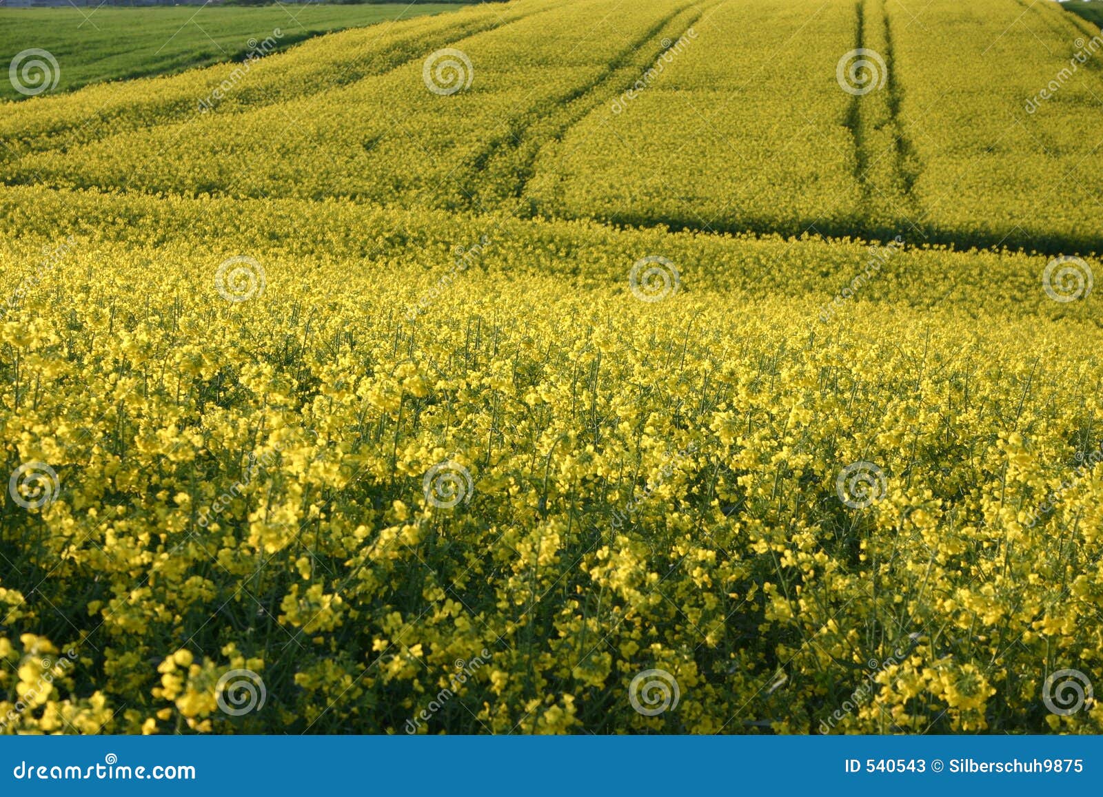 Canola field stock image. Image of colorful, farmland, crop - 540543