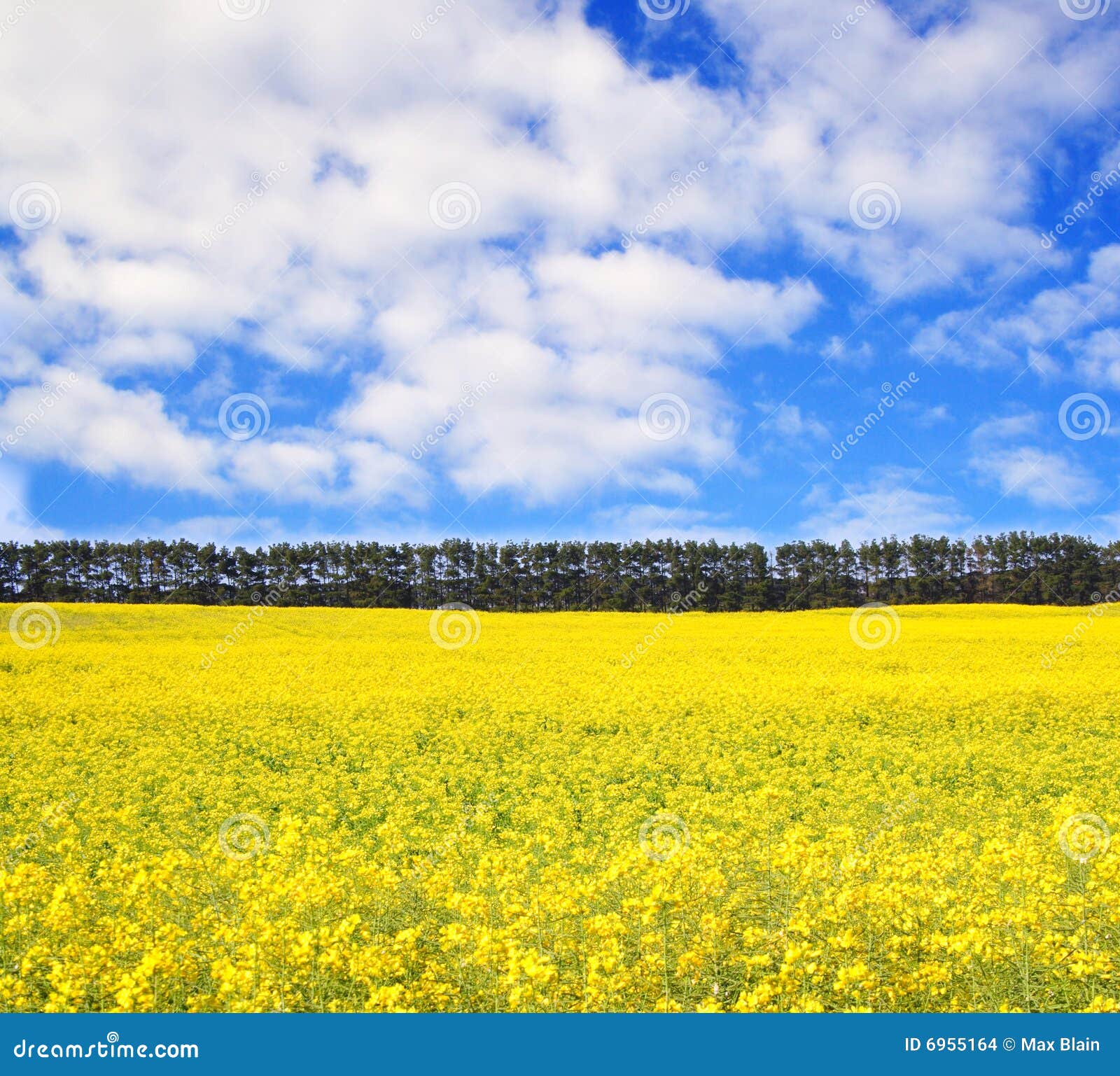 Canola field stock photo. Image of canola, land, farming - 6955164